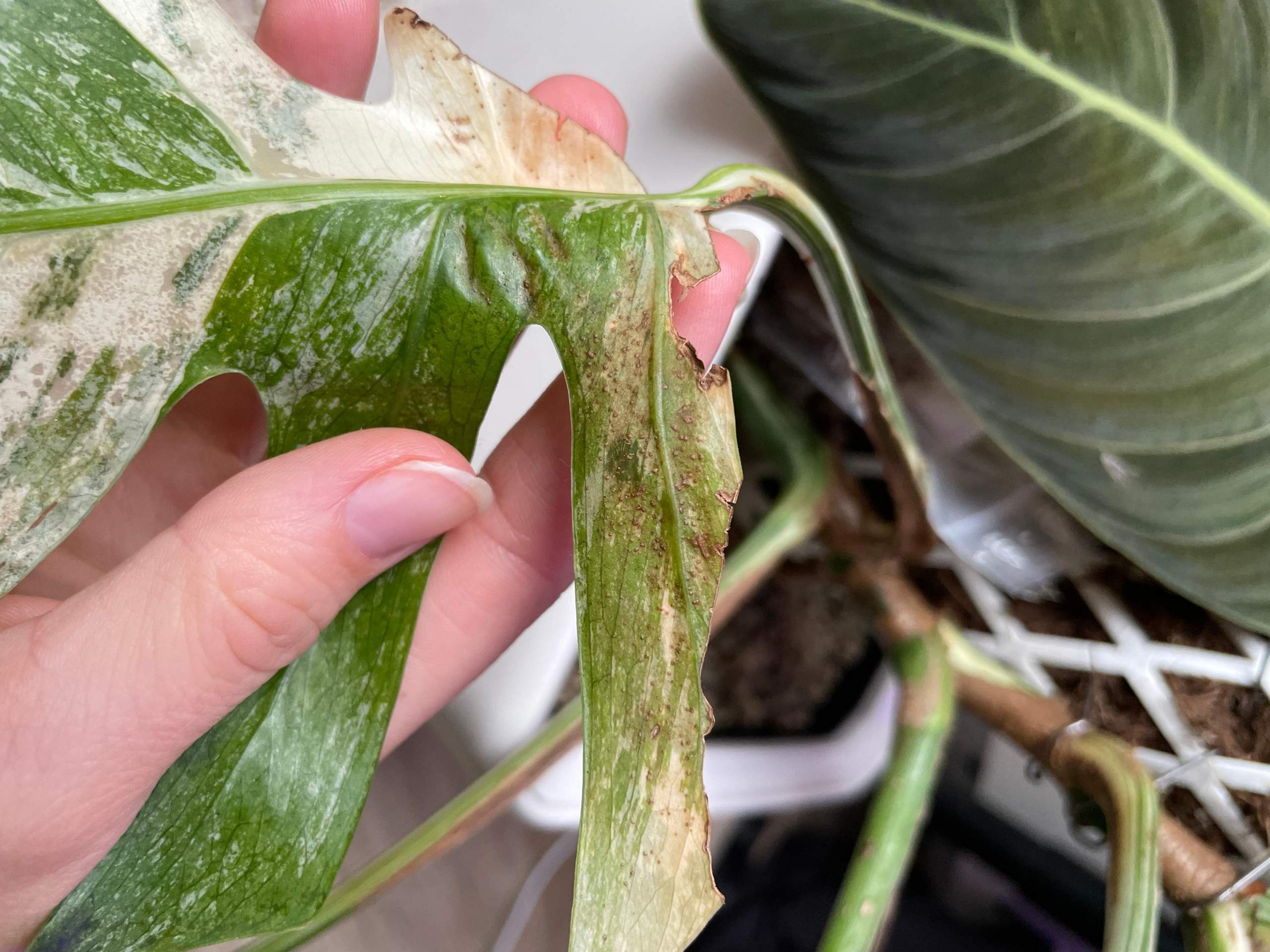 Monstera Befall? (Flecken, Schädlinge, Pflanzenpflege)