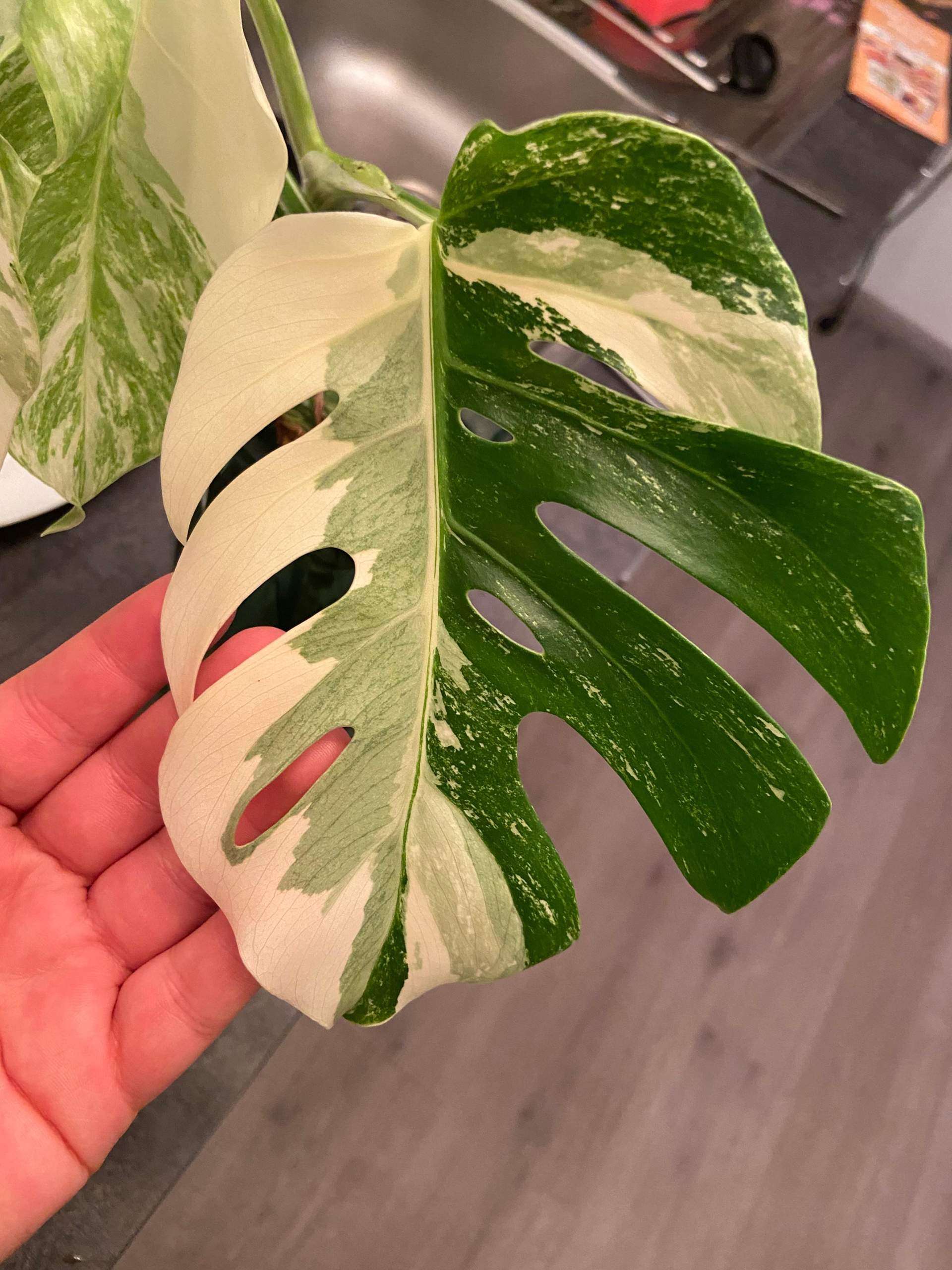 Monstera Blatt hat keine schlitze? (Pflanzenpflege, Botanik ...