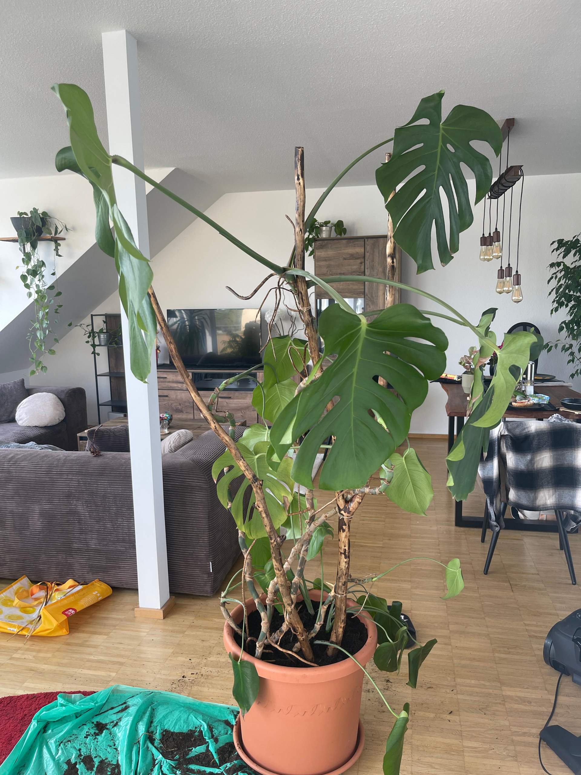 Monstera Hilfe bei Blattbildung? (Pflanzenpflege, Botanik, Zimmerpflanzen)