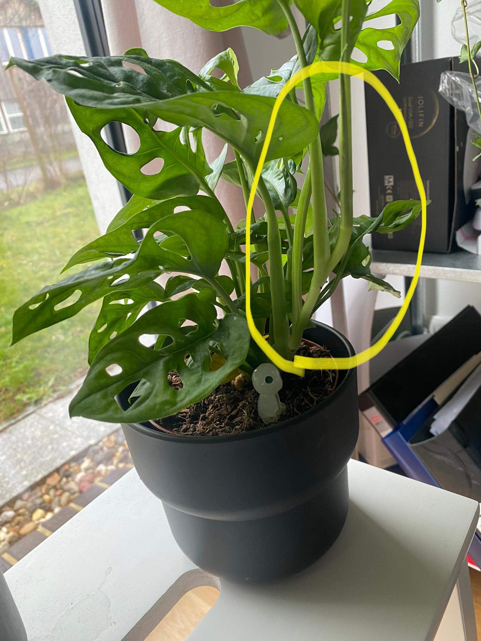Monstera Wachst Schief