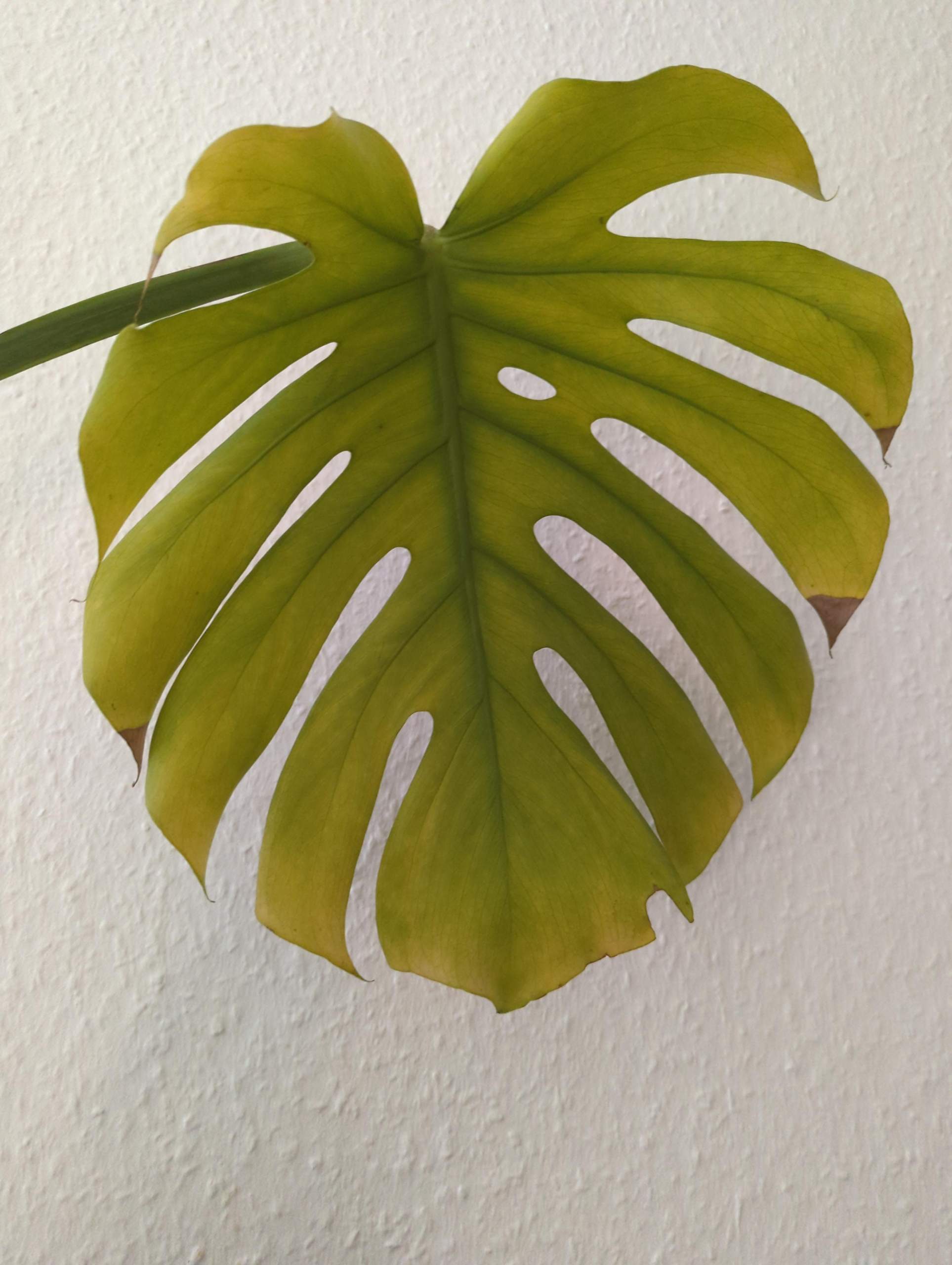 Gelbes Blatt Monstera
