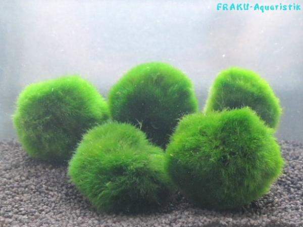 Moosball Aquarium? (Aquaristik, Wasserpflanzen)