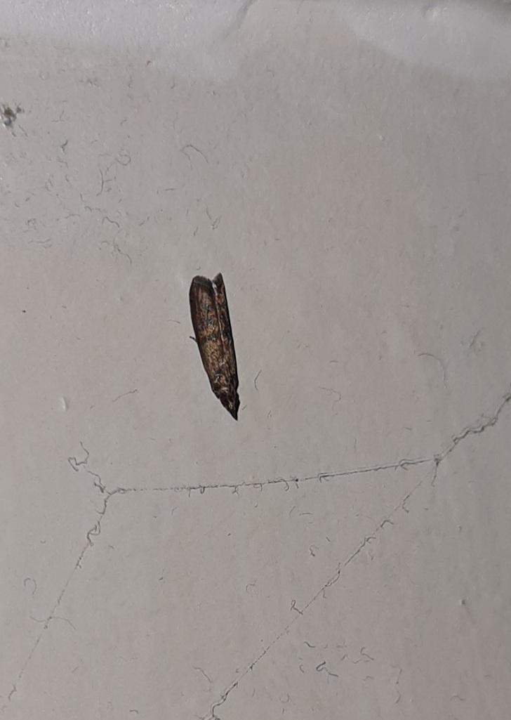 Motte erkennen? (Insekten, Motten)