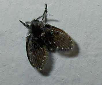 Mottenplage im Keller? (Schädlinge, Motten)