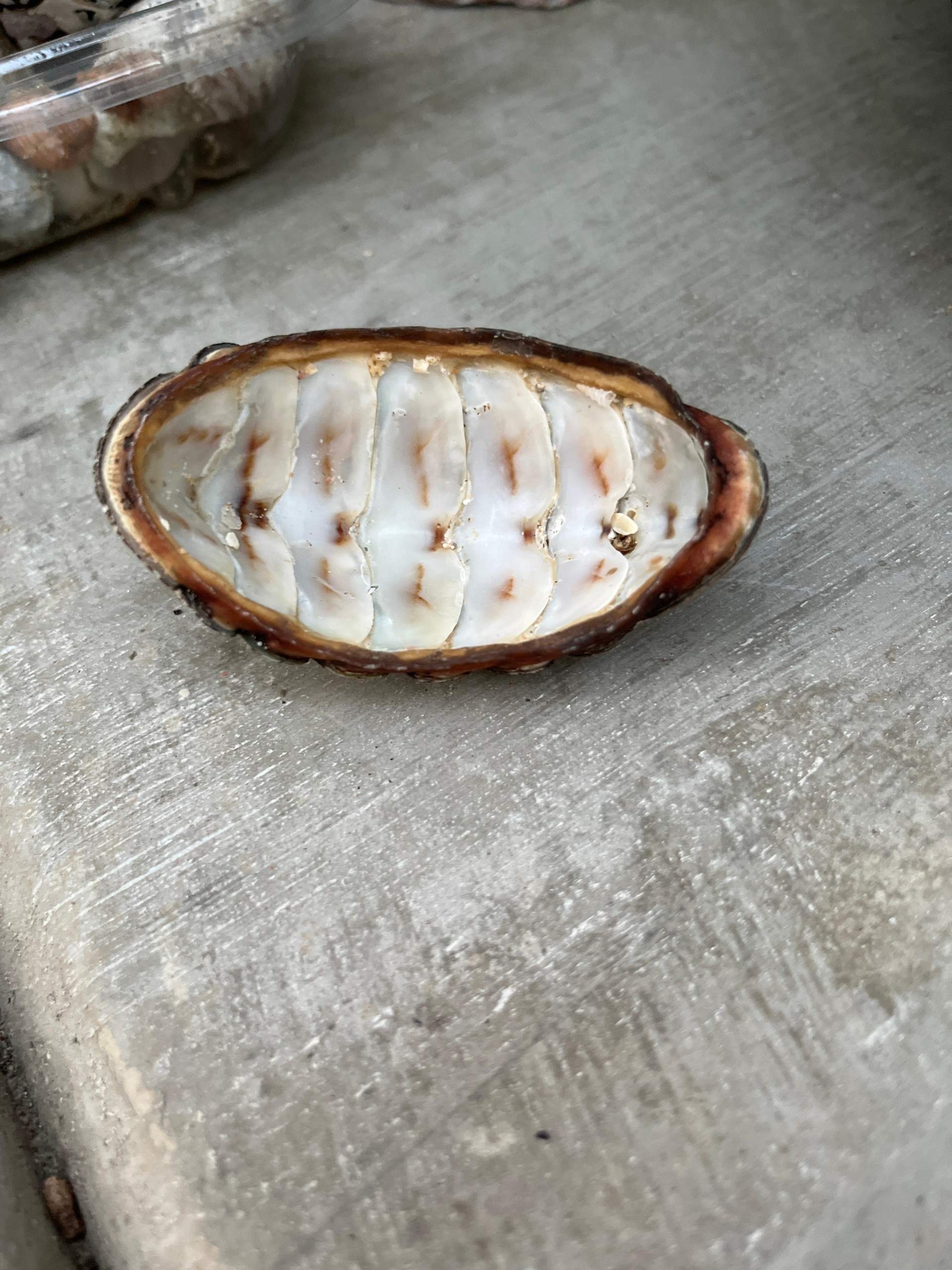 Muschel/ Meerestier was ist das? (Biologie, Strand, Südafrika)