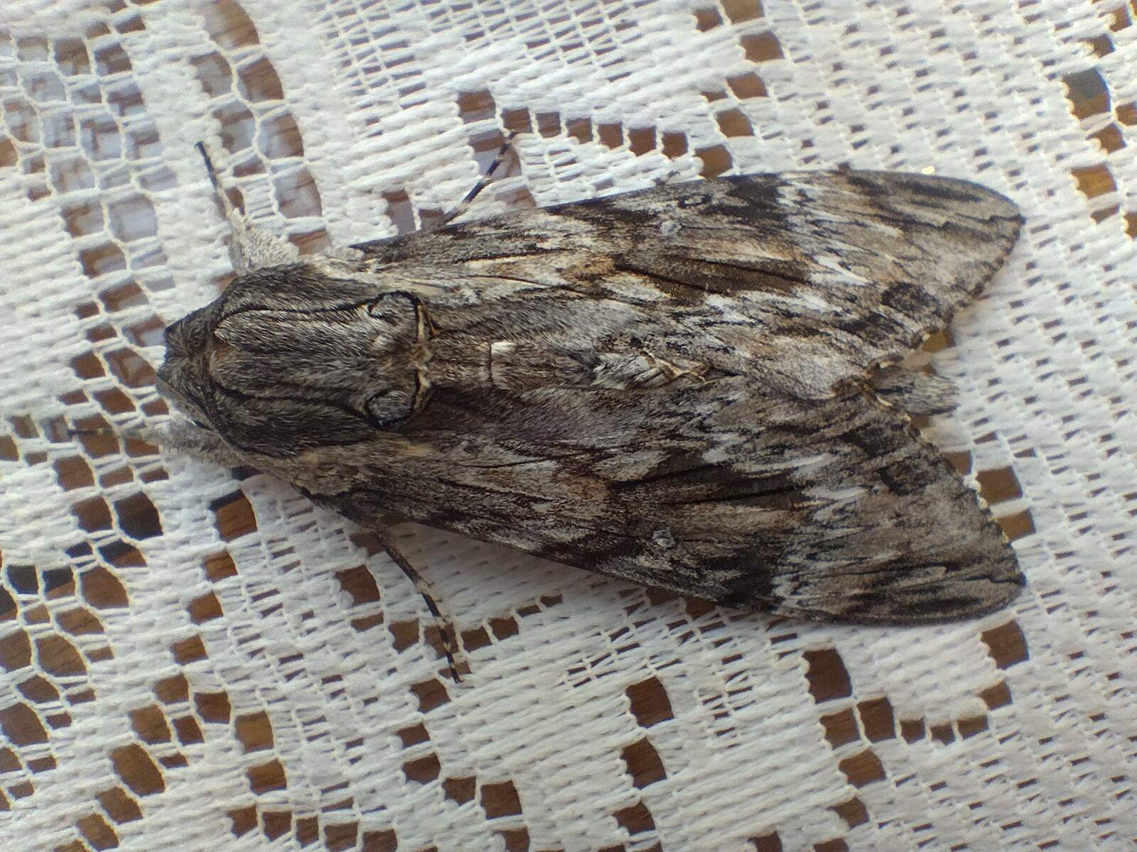 Schmetterling Nachtfalter Rtsel