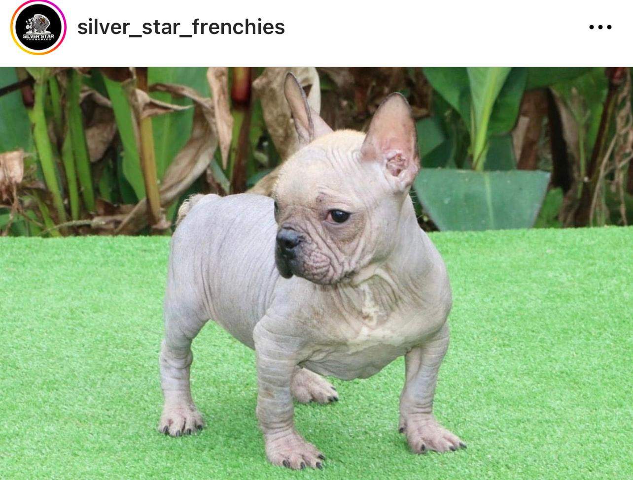 Nackte Frenchi? (Leben, Haare, Umfrage)