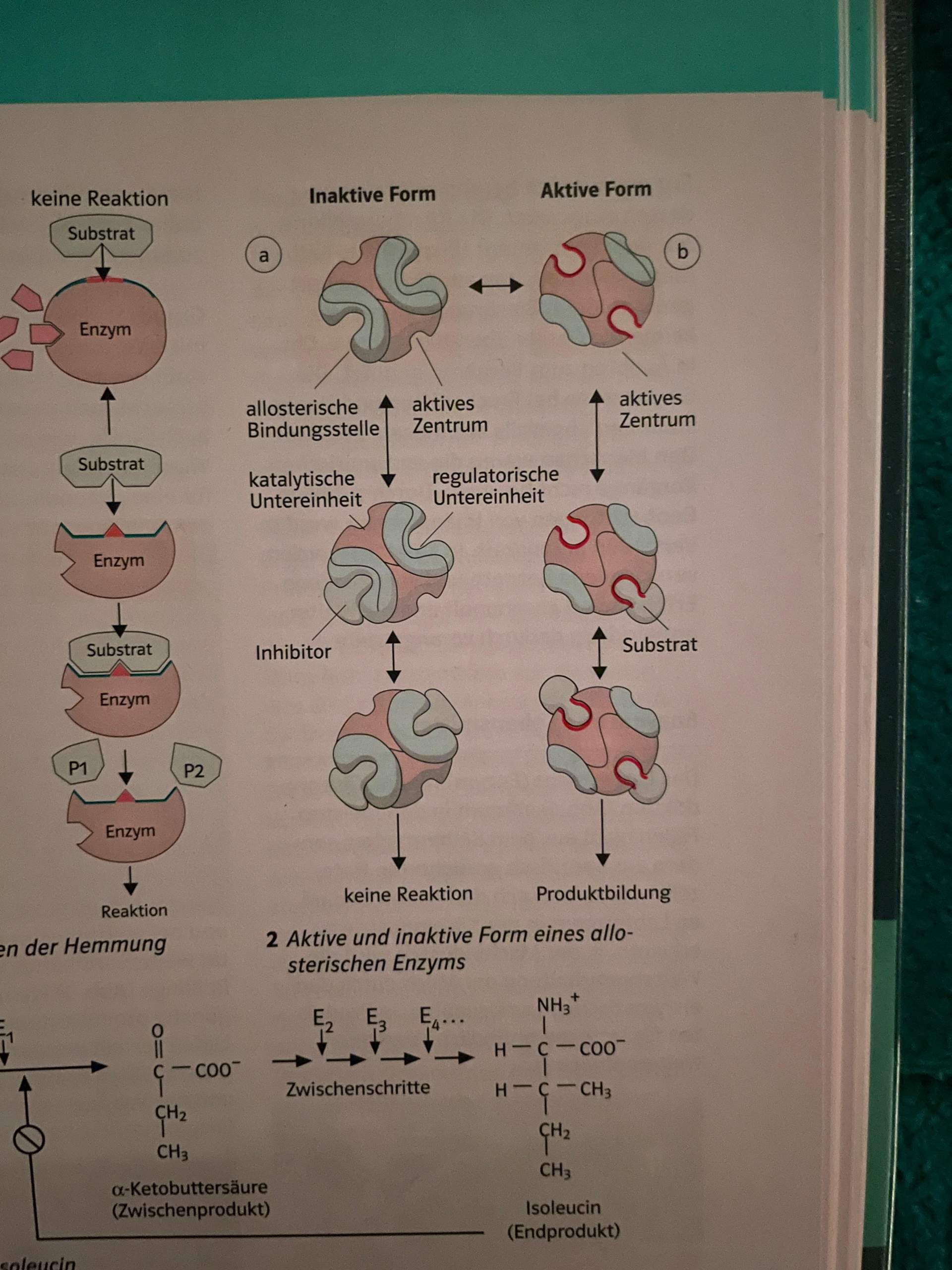 Negative und positive Regulatoren bei Enzymen? (Bio, Biologieunterricht ...