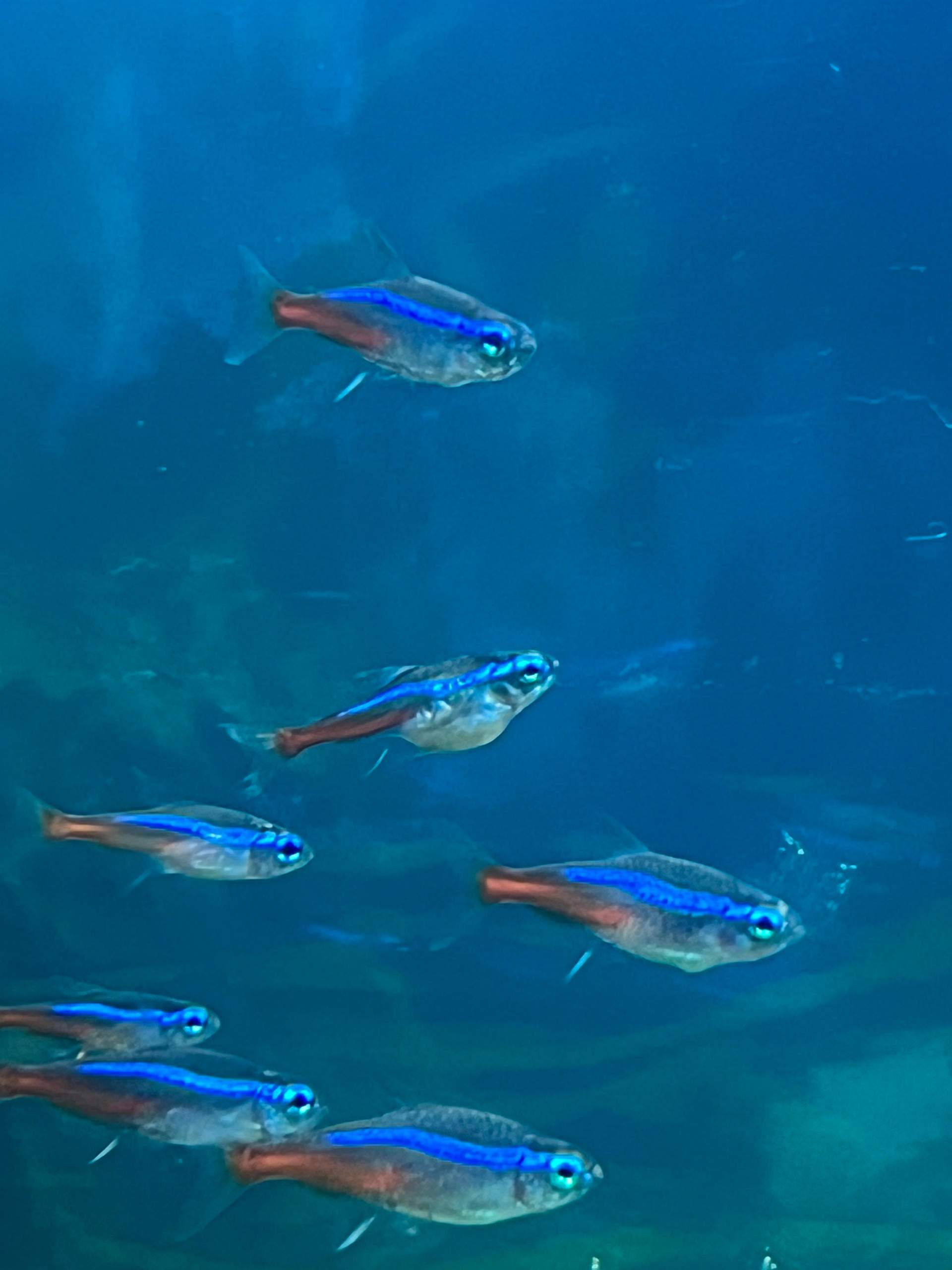 Neon Babys? (Aquarium, Aquariumfische, Neonsalmler)