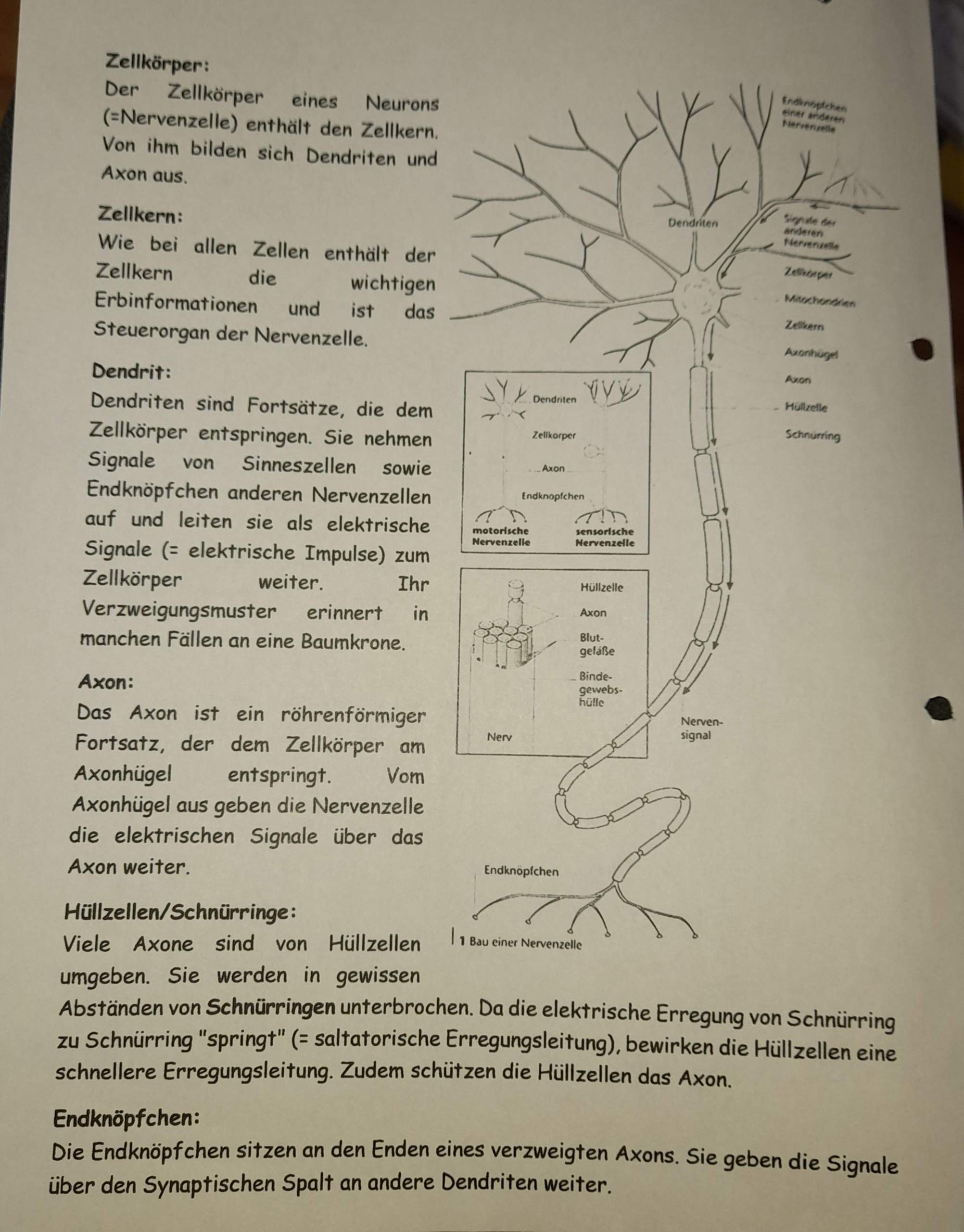 Nervensystem? (Menschen, Körper, Aufgabe)