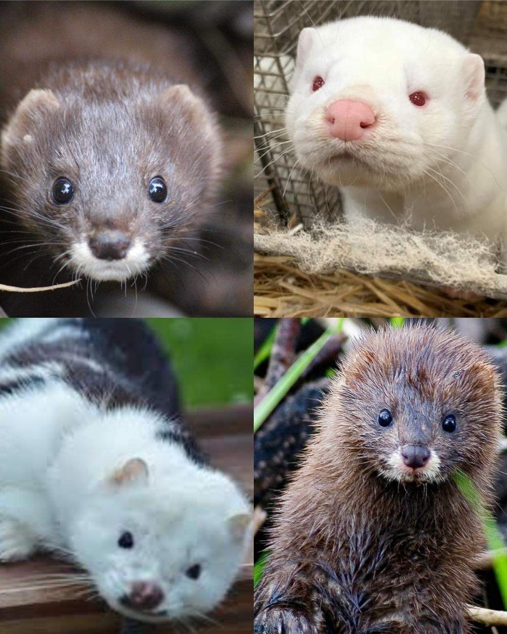 Nerz Tier Fell? (Psychologie, Natur, vegan)