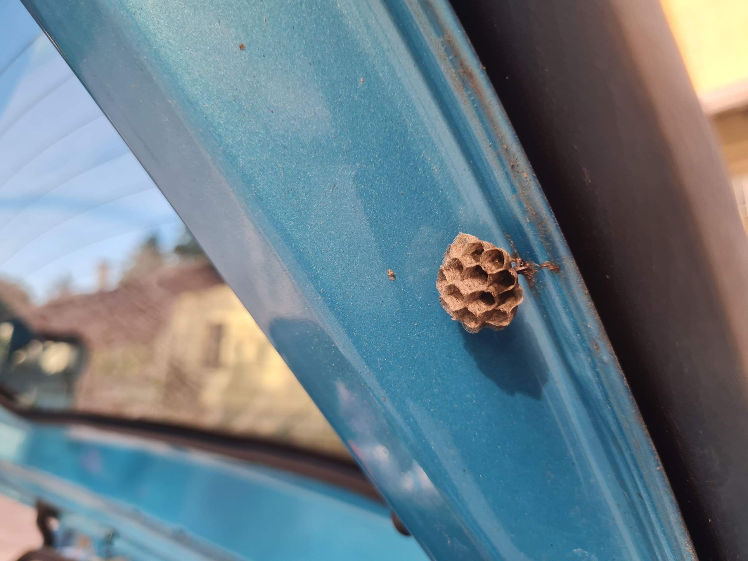 Nest Im Auto? (Insekten)
