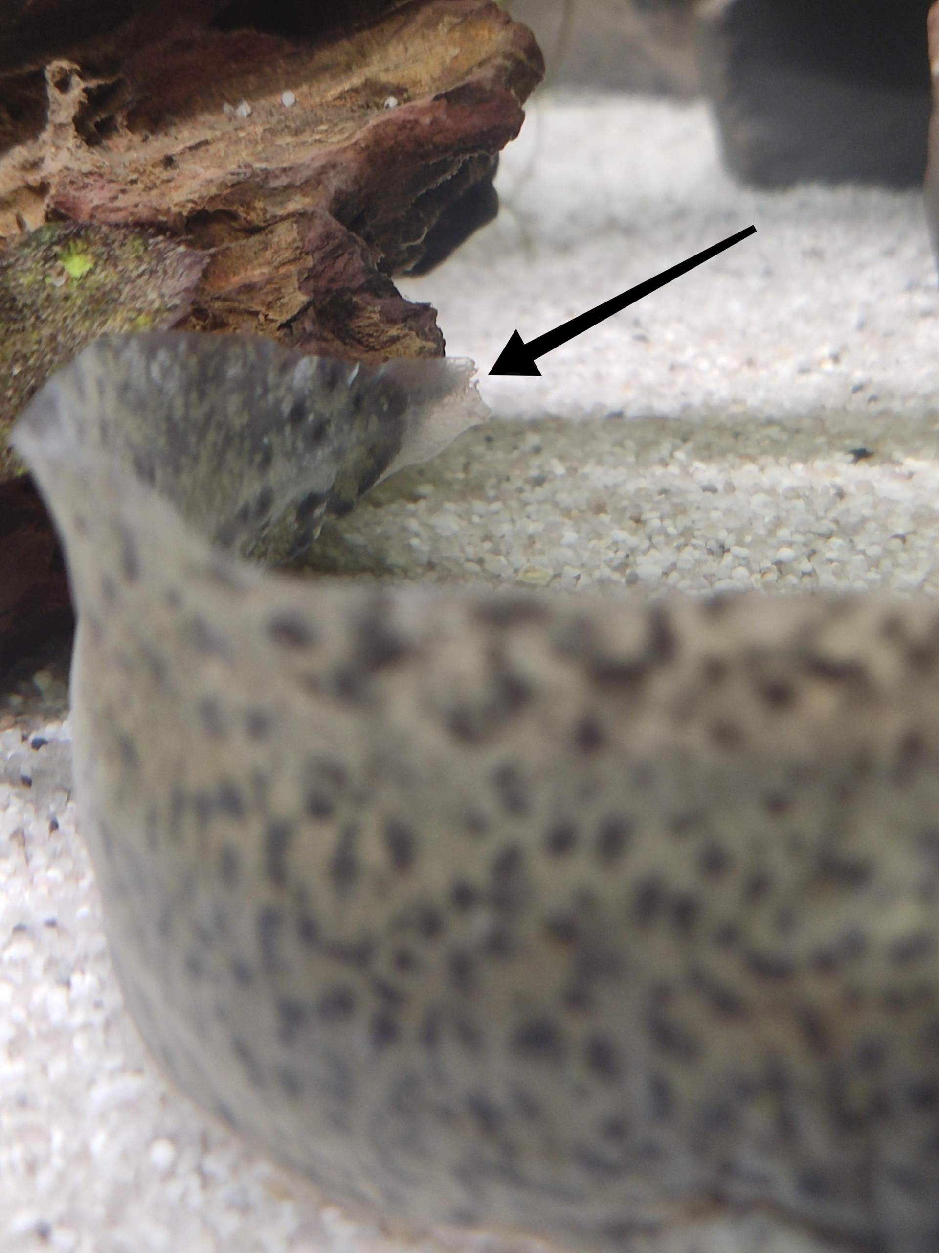 Normal beim Axolotl? (Krankheit, Wasser, Aquarium)