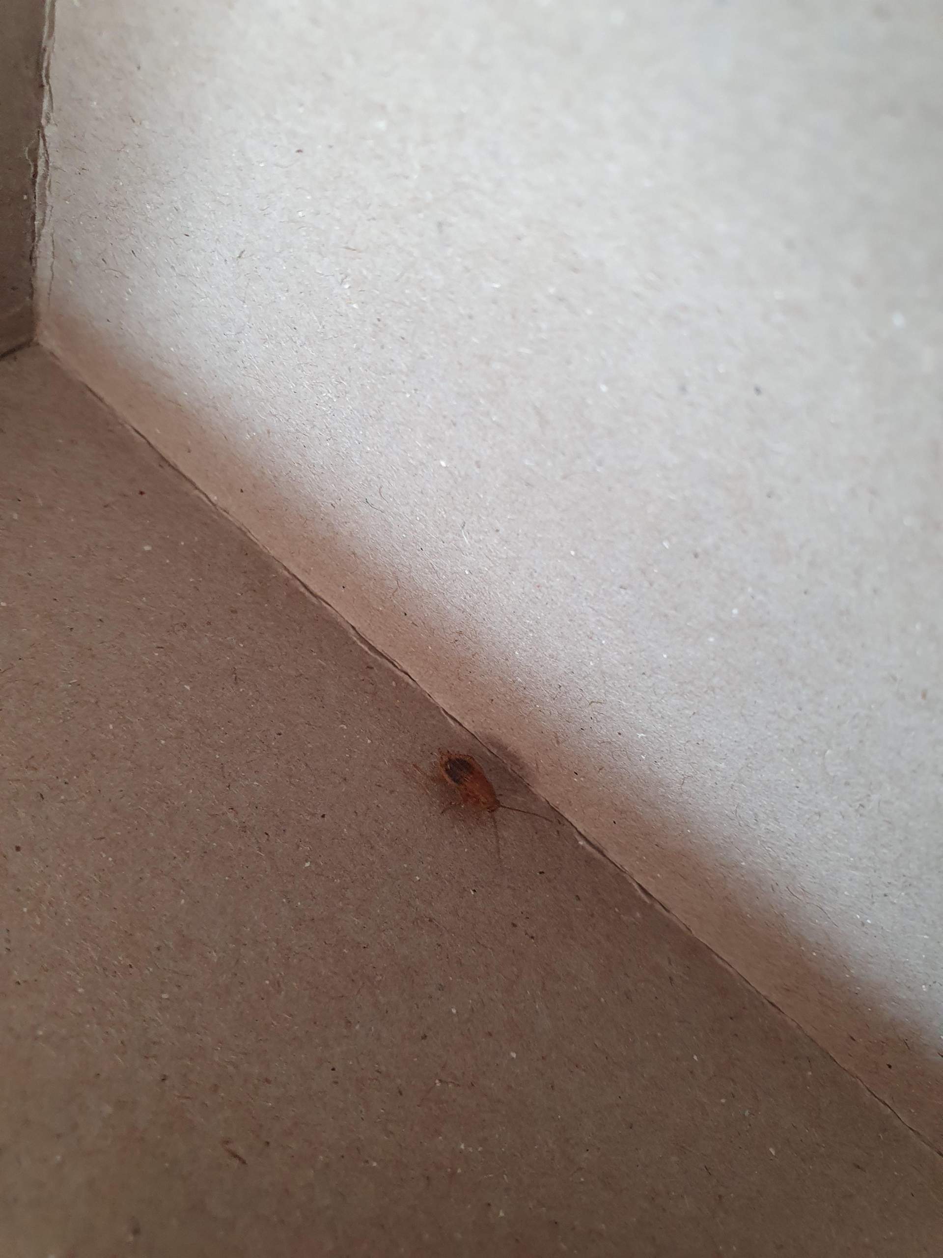 Nymphe einer Schabe? (Kakerlaken, Schaben)