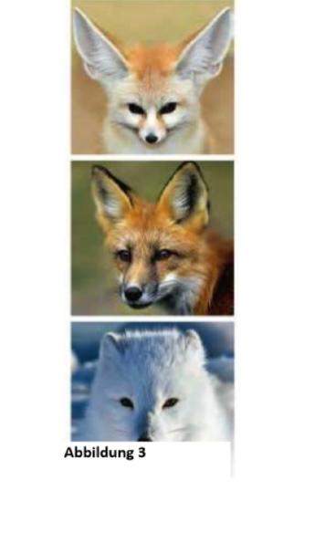 Ökologie Füchse? (Biologie, Naturwissenschaft, Evolution)