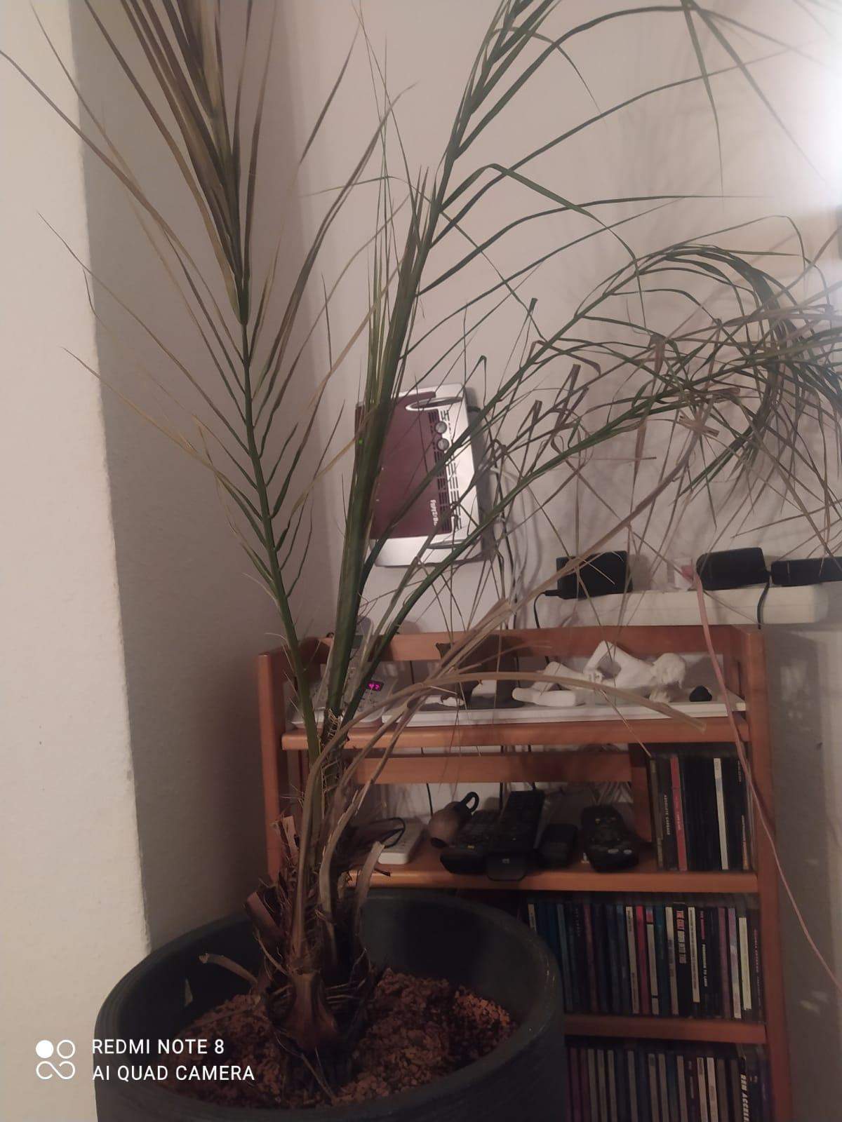 Palme geht ein was tun? (Erde, Pflanzenpflege, Botanik)