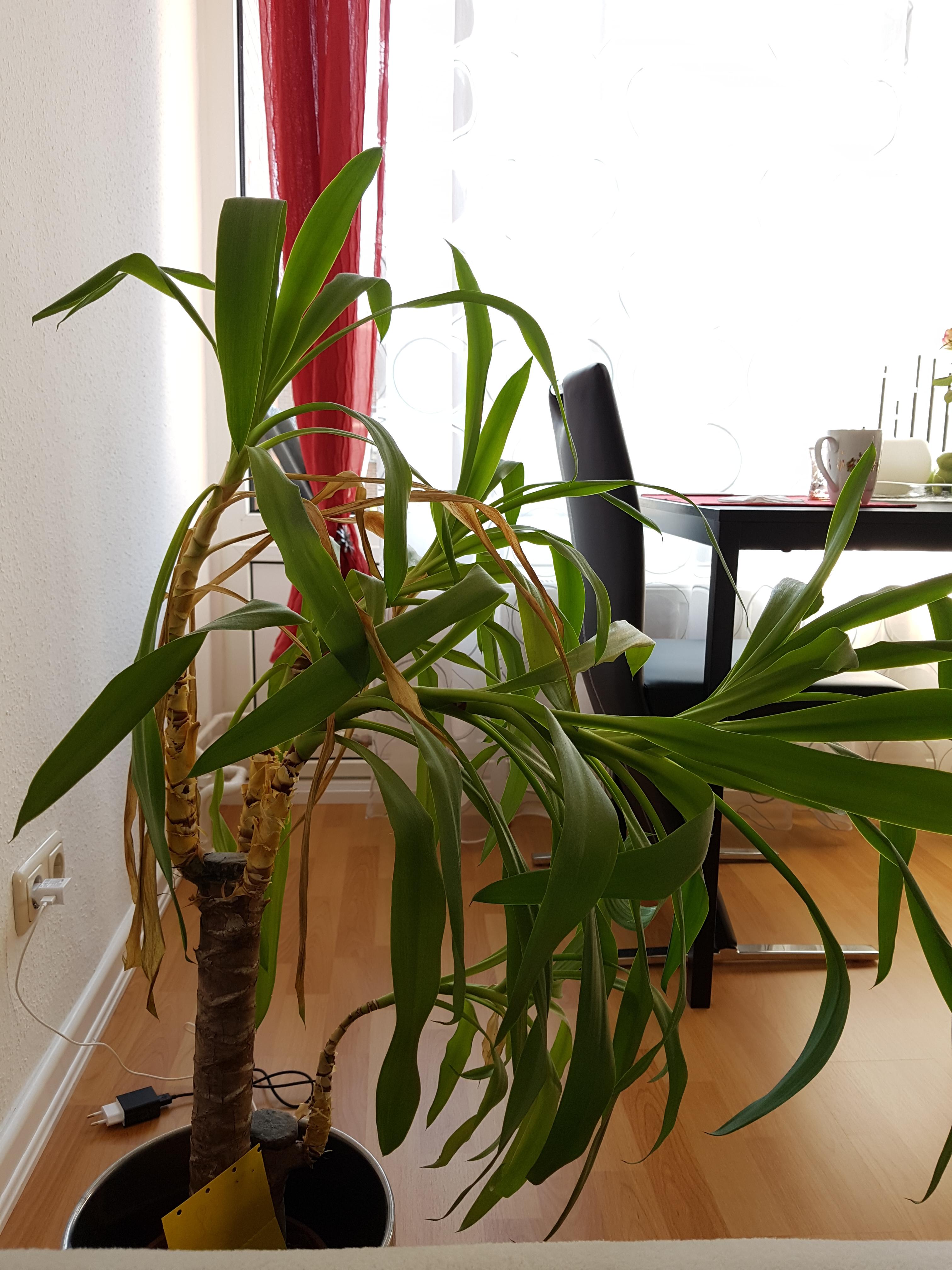 Yucca Palme Wchst Schief
