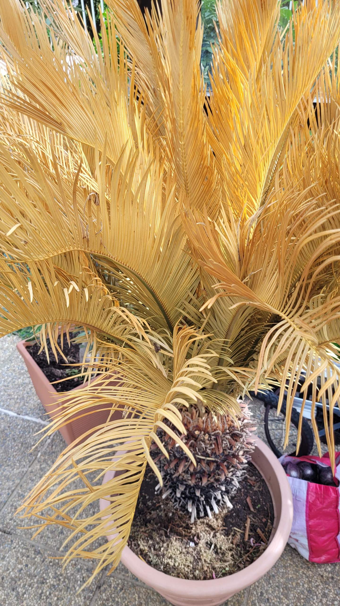 Palme zu retten? (Pflanzenpflege)