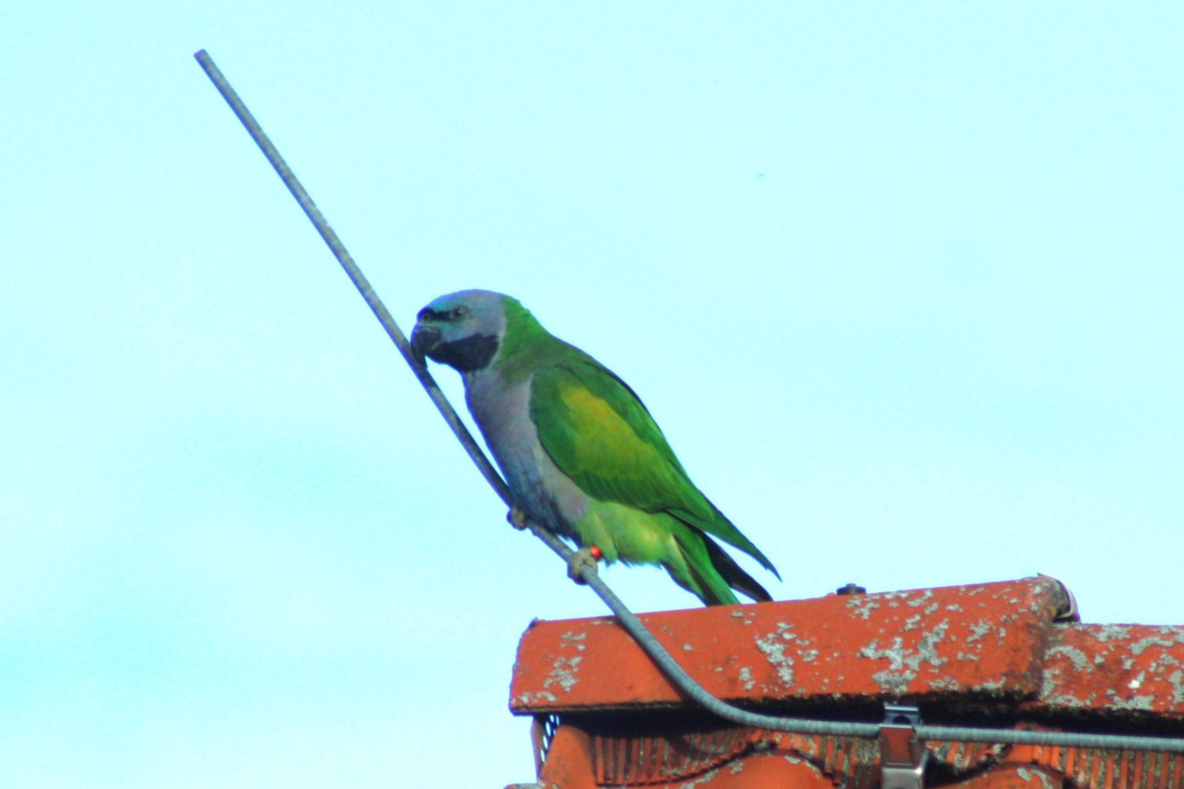 Papagei oder Sittich? (Tierhaltung, Vogelart)