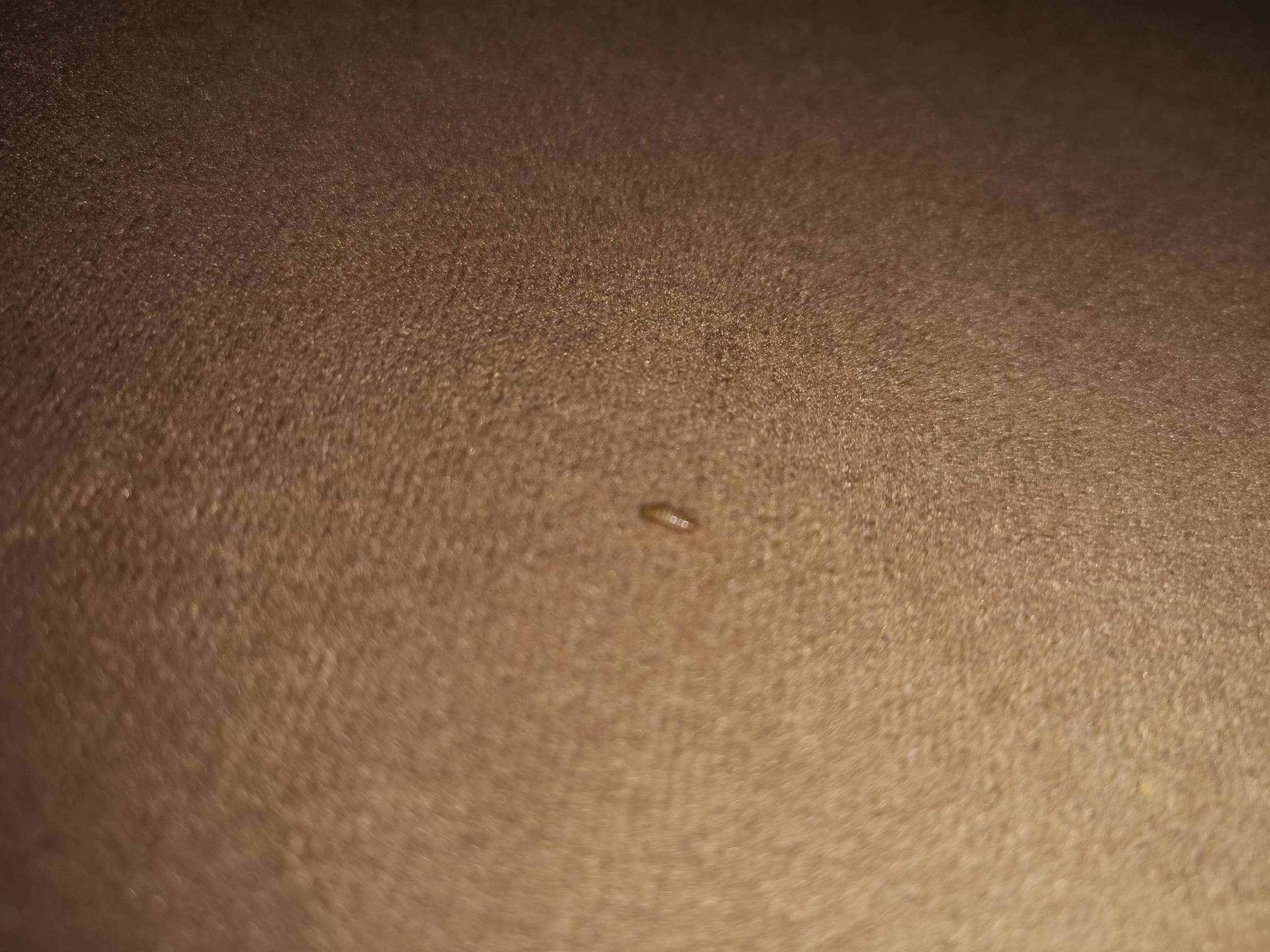 Parasiten im Sofa? (Tiere)