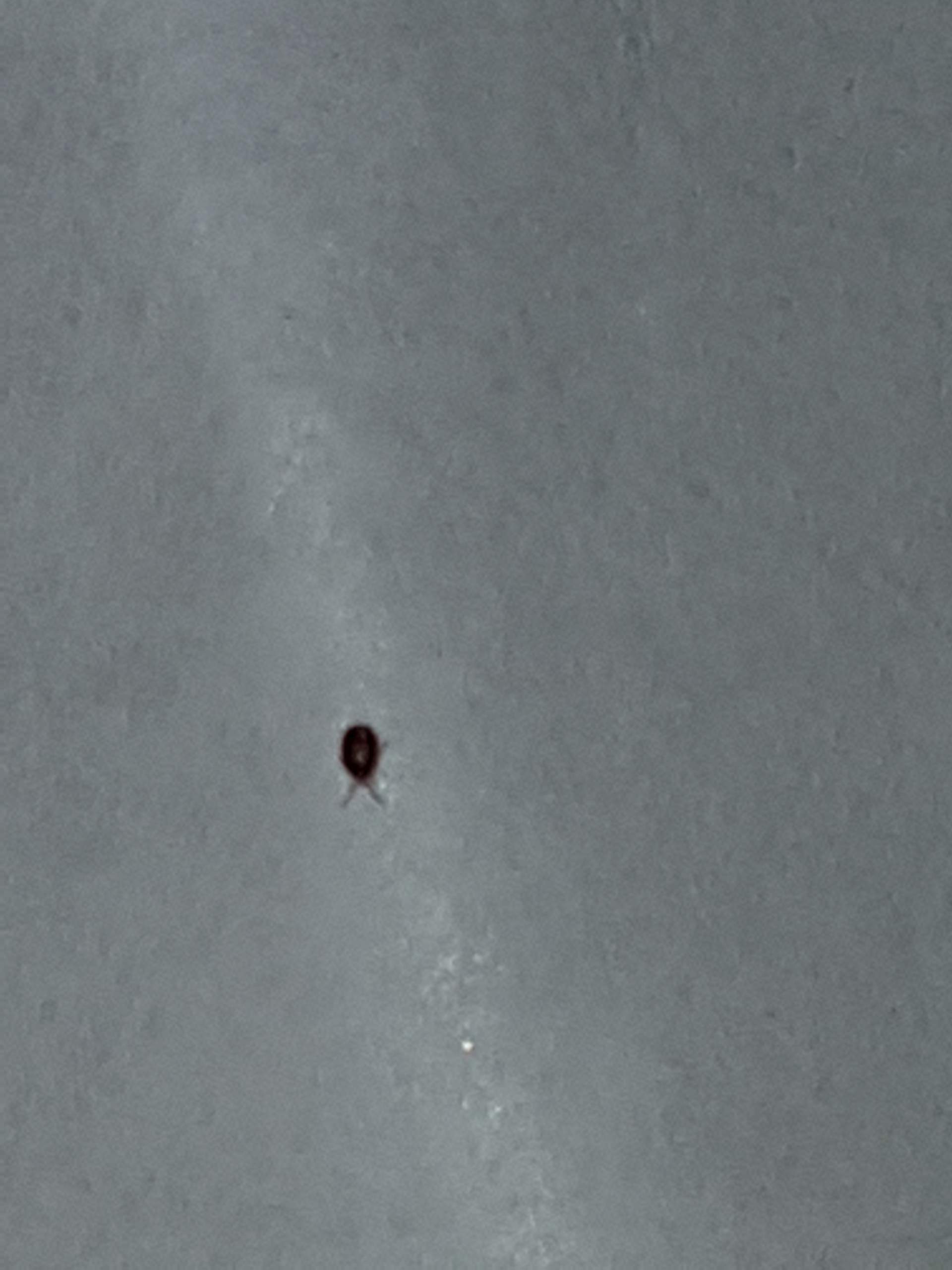 Parasitenbefall bei Hamster? (Tiere, Parasiten)