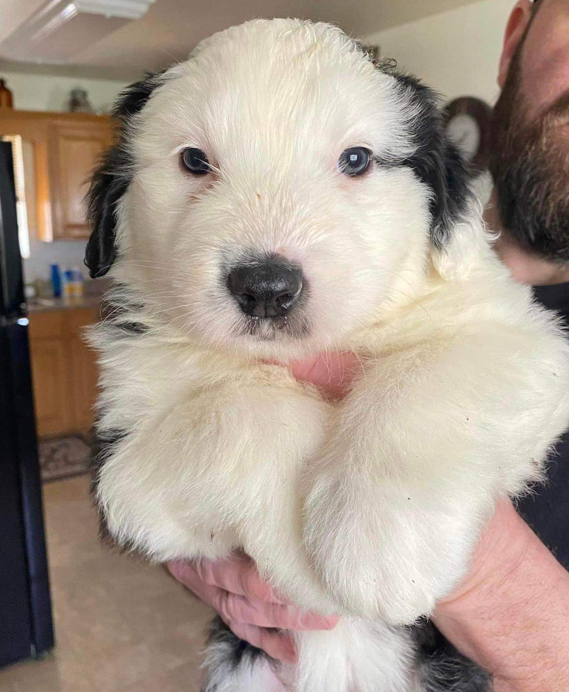 Passender Hundename für Bobtail Welpe? (Hund, Katze, Welpen)