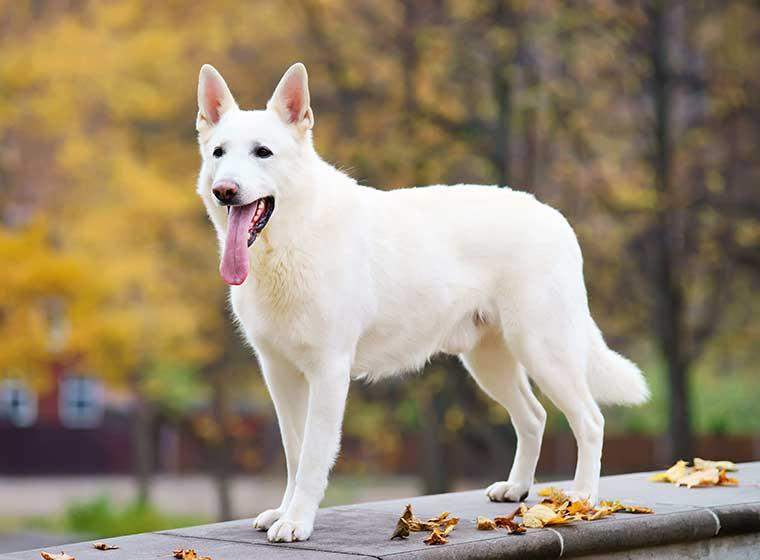 Passender Name für Berger Blanc Suisse? (Liebe, Vornamen)