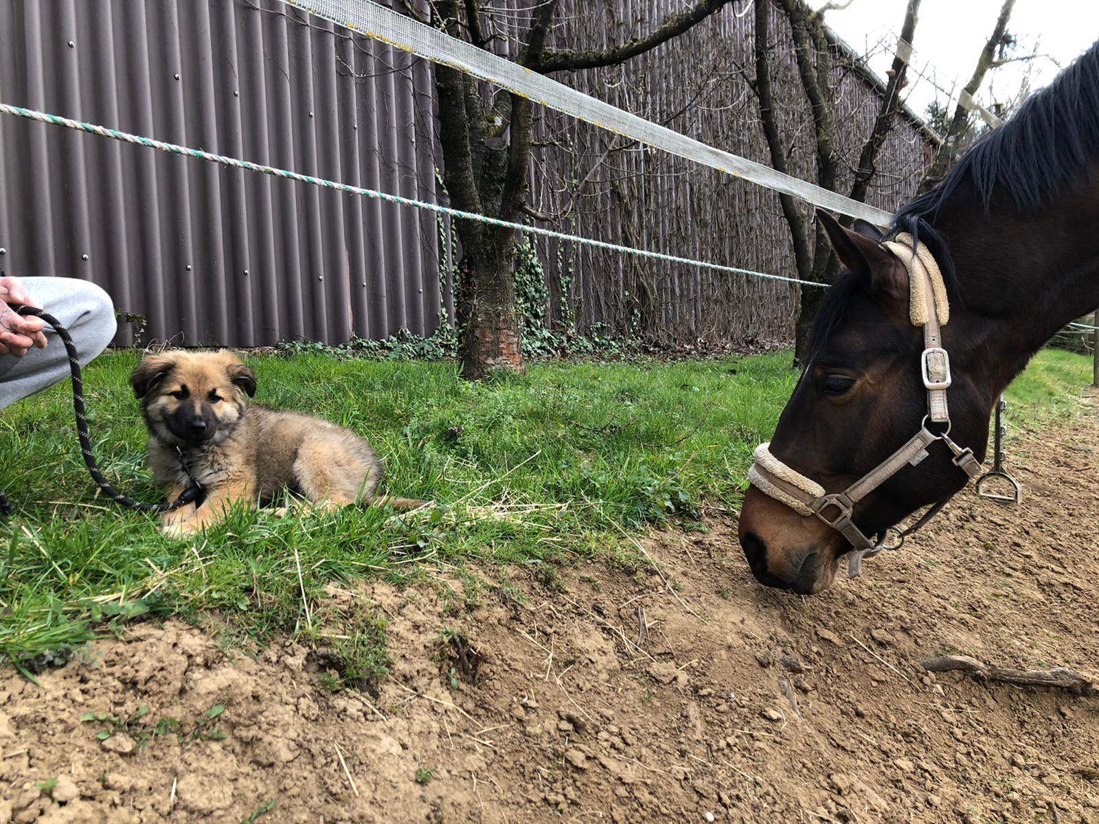Pferd ist Dauerschlapp, extrem träge und antriebslos. Mögliche Ursachen ...