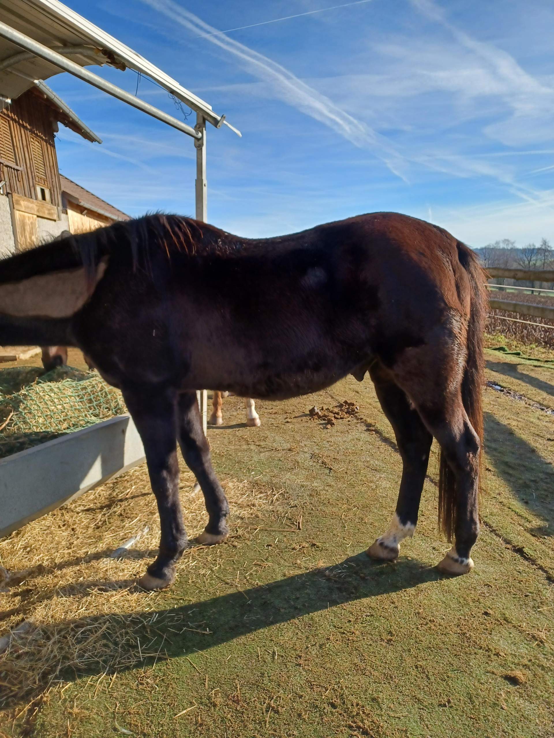 Pferd mit Senkrücken? (Reiten, Reitbeteiligung, Reitsport)