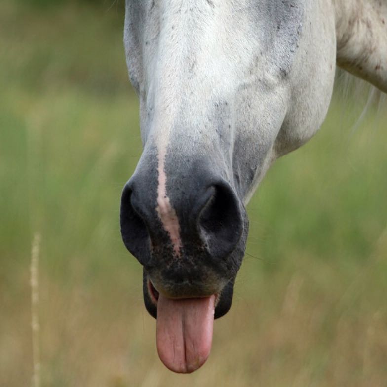 Pferd Streckt Zunge Raus