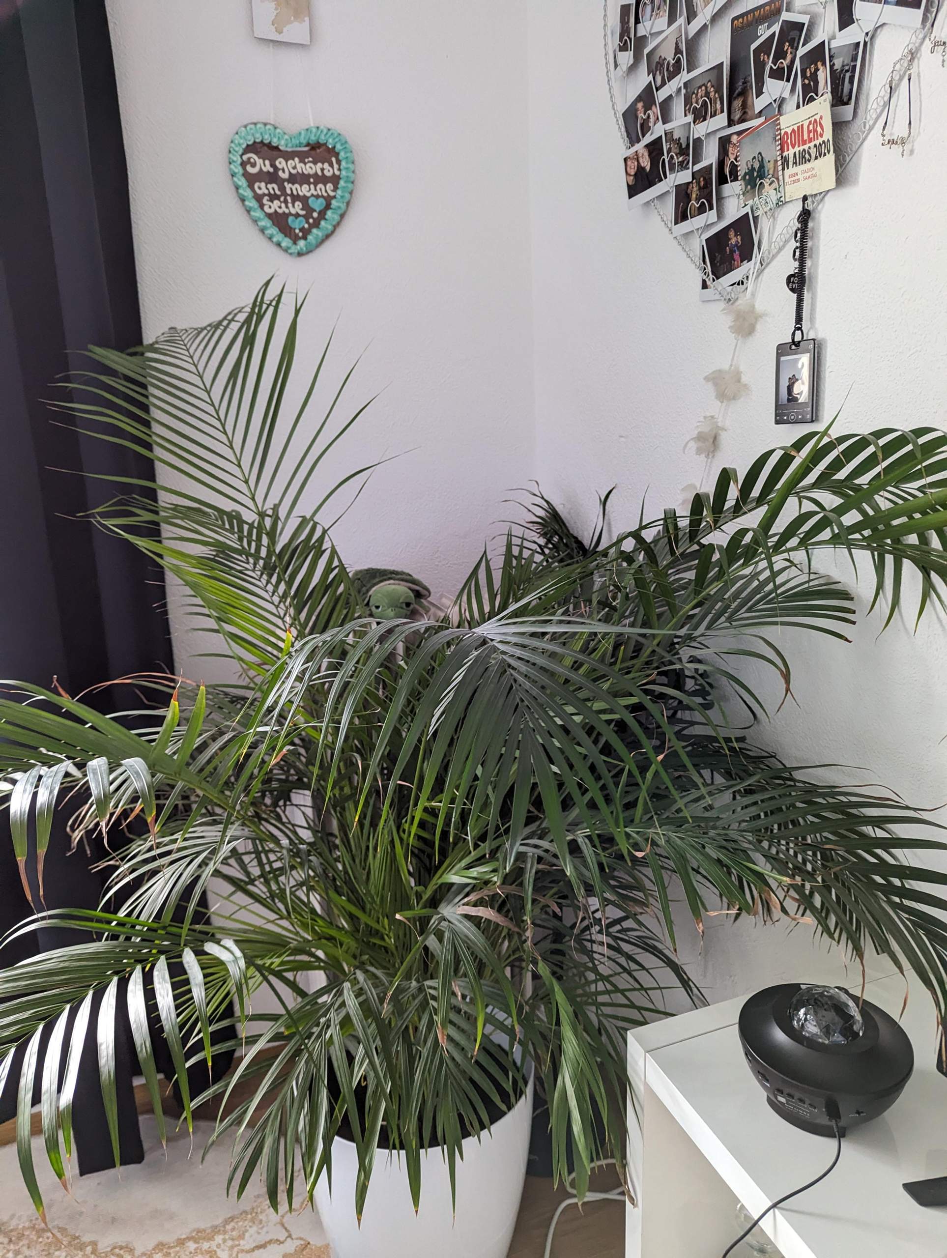 Pflanze mit schwarzen Flecken? (Pflanzenpflege, Zimmerpflanzen, Blätter)