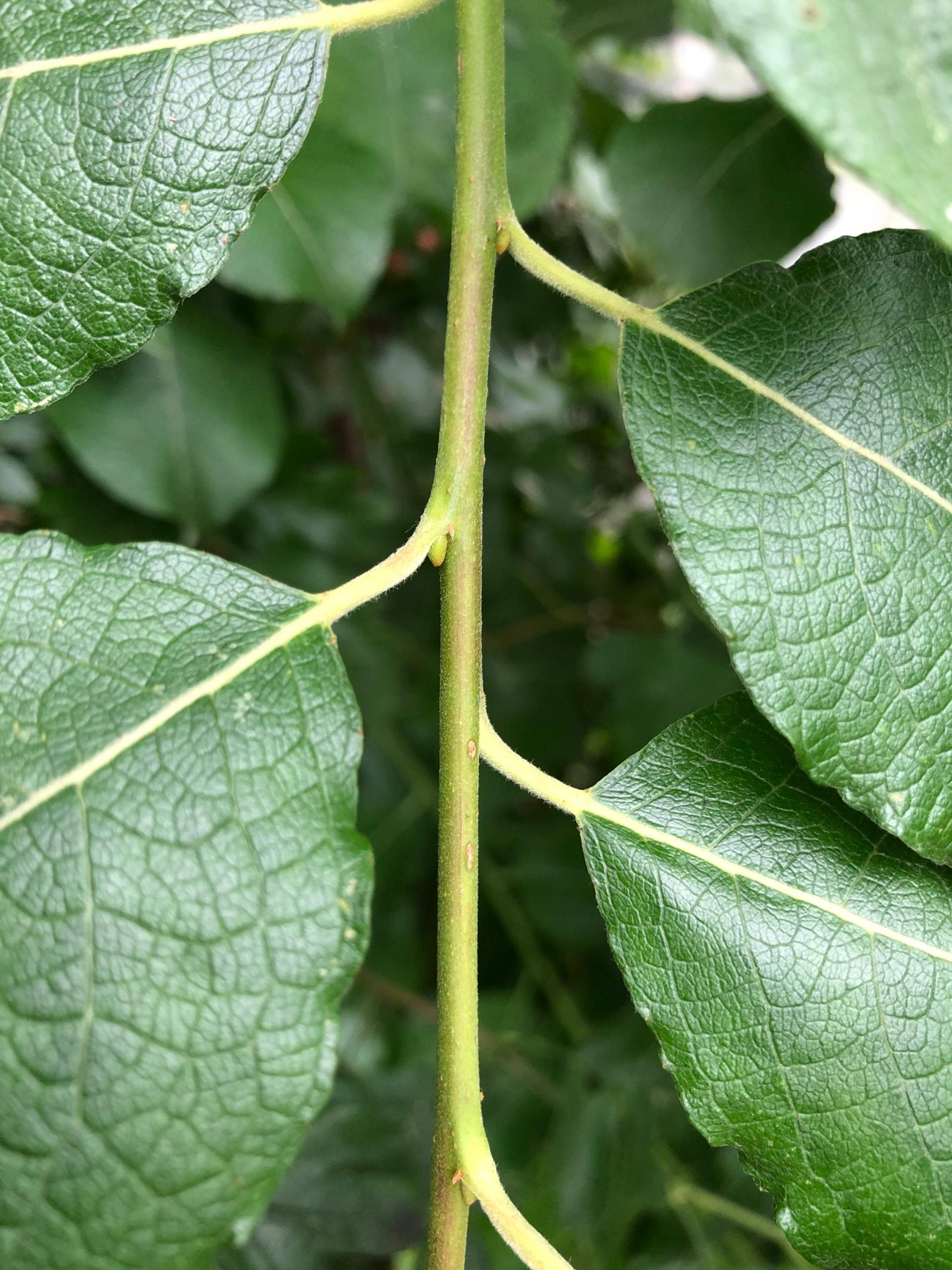 Pflanzenbestimmung. Welcher Baum / Strauch ist das? (Biologie, Pflanzen ...