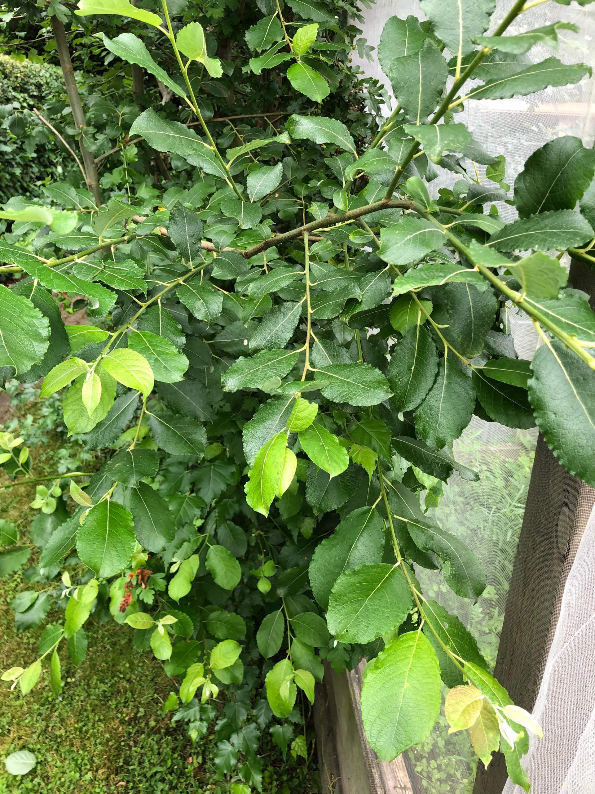 Pflanzenbestimmung. Welcher Baum / Strauch ist das? (Biologie, Pflanzen ...
