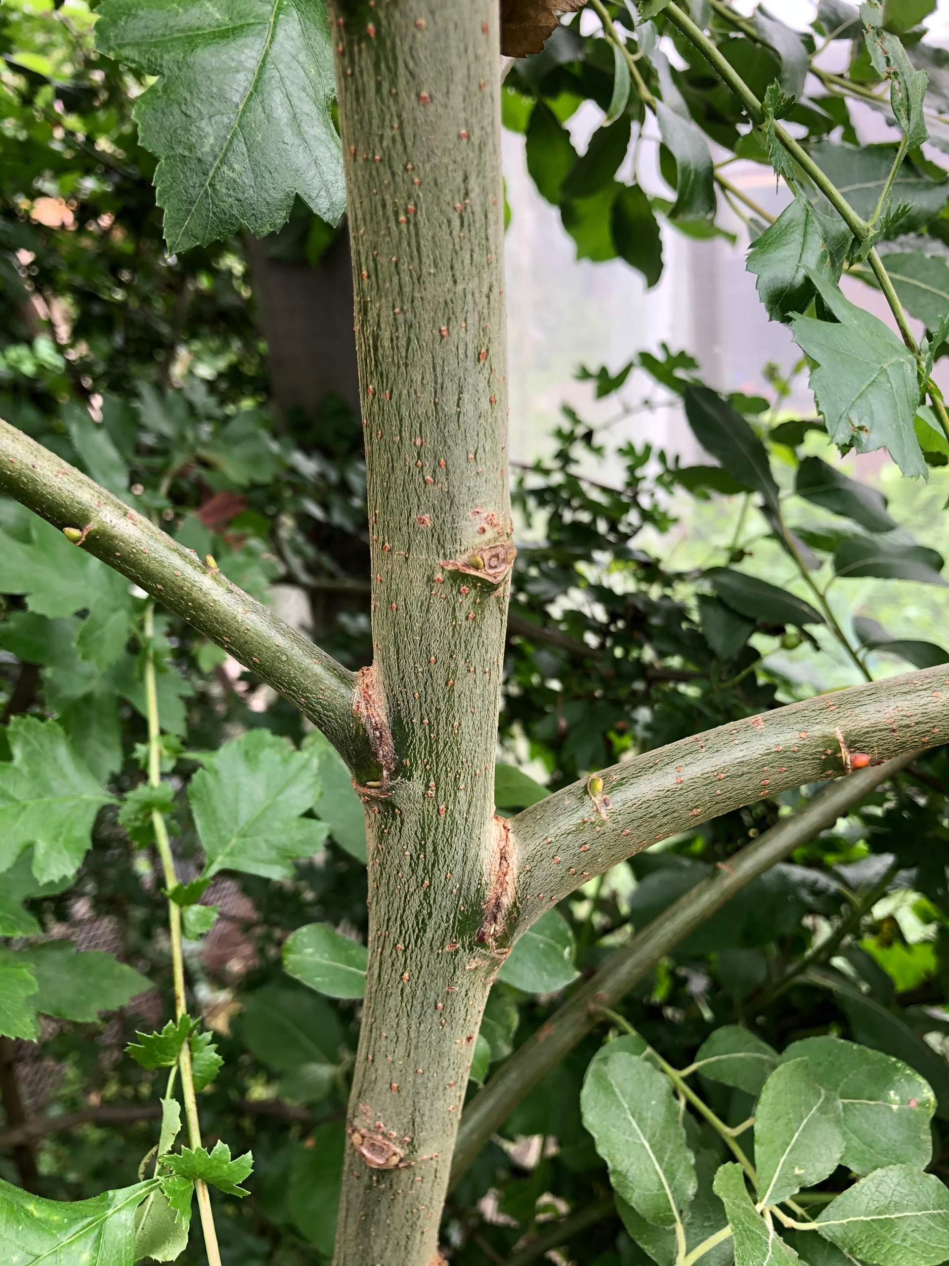 Pflanzenbestimmung. Welcher Baum / Strauch ist das? (Biologie, Pflanzen ...