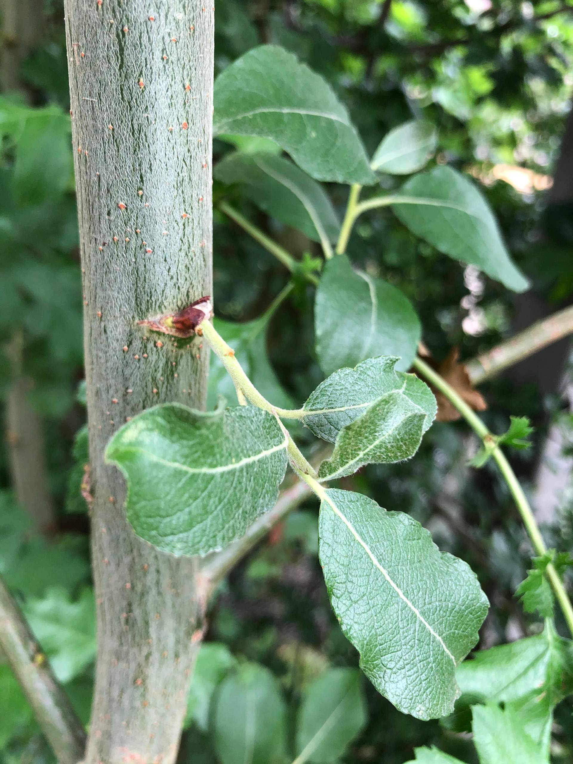 Pflanzenbestimmung. Welcher Baum / Strauch ist das? (Biologie, Pflanzen ...