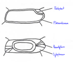 Pflanzenzellen einer Plasmolyse beschriften? (Biologie, Pflanzen, Bio)
