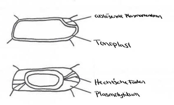 Pflanzenzellen einer Plasmolyse beschriften? (Biologie, Pflanzen, Bio)