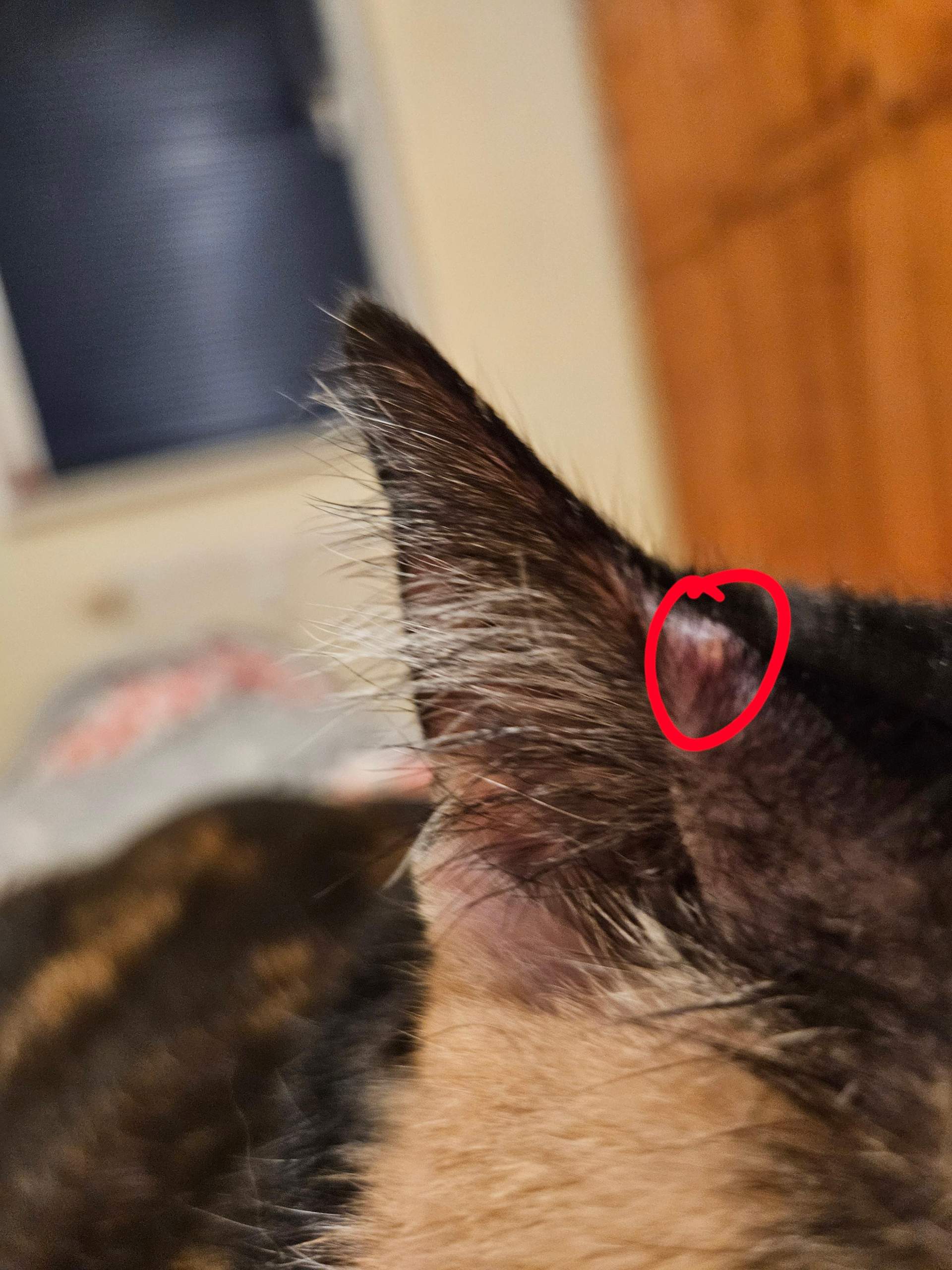 Pickel am Katzen Ohr? (Katze, Tiermedizin, Hauskatze)