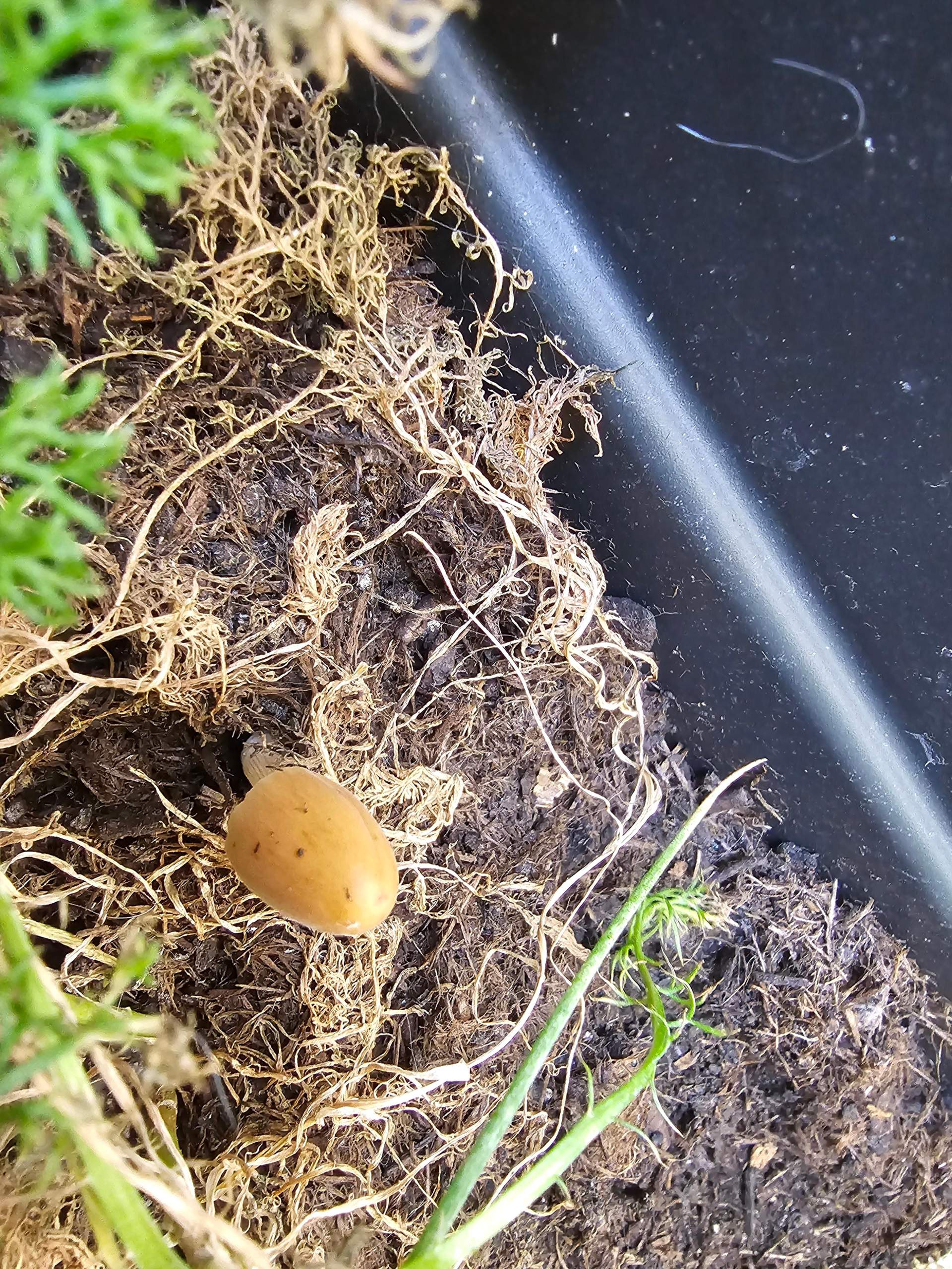 Pilze Im Krauterbeet