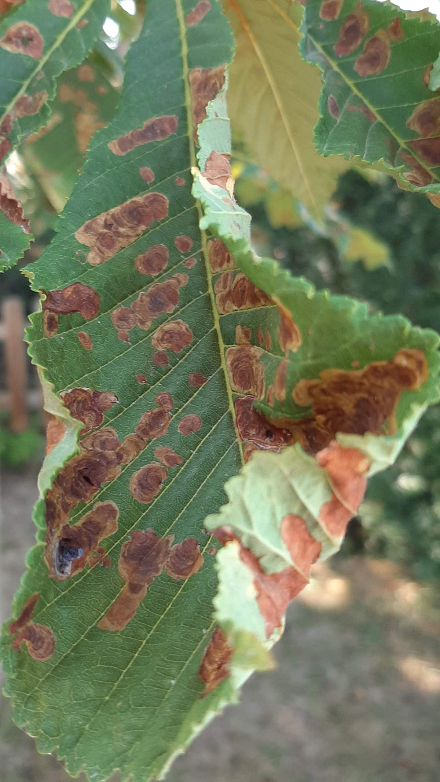 Pilzbefall am Kastanienbaum? Was ist das? (Garten, Baum, Kastanien)