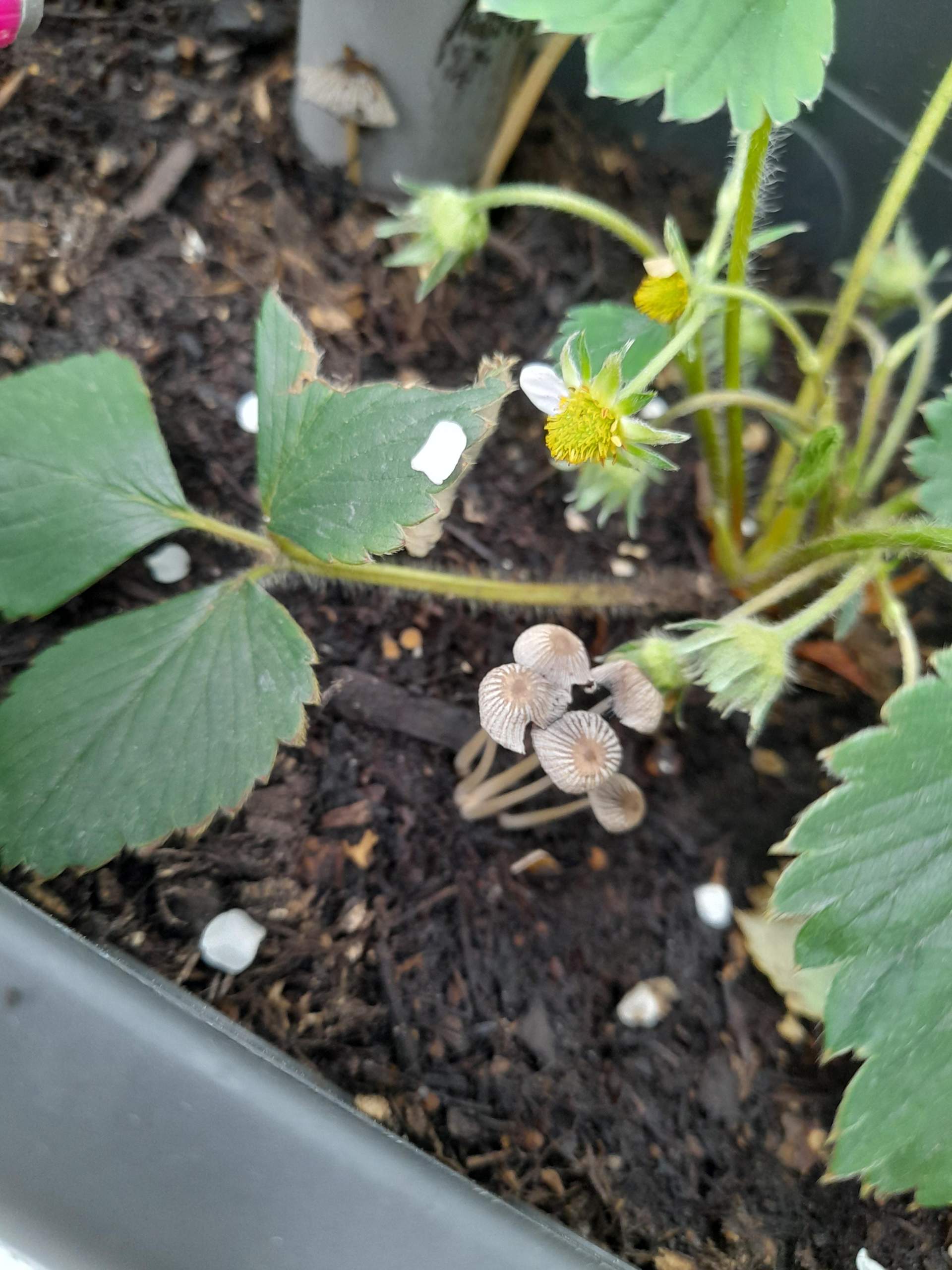 Pilze bei den Erdbeeren? (Erde, Gemüse, Obst)