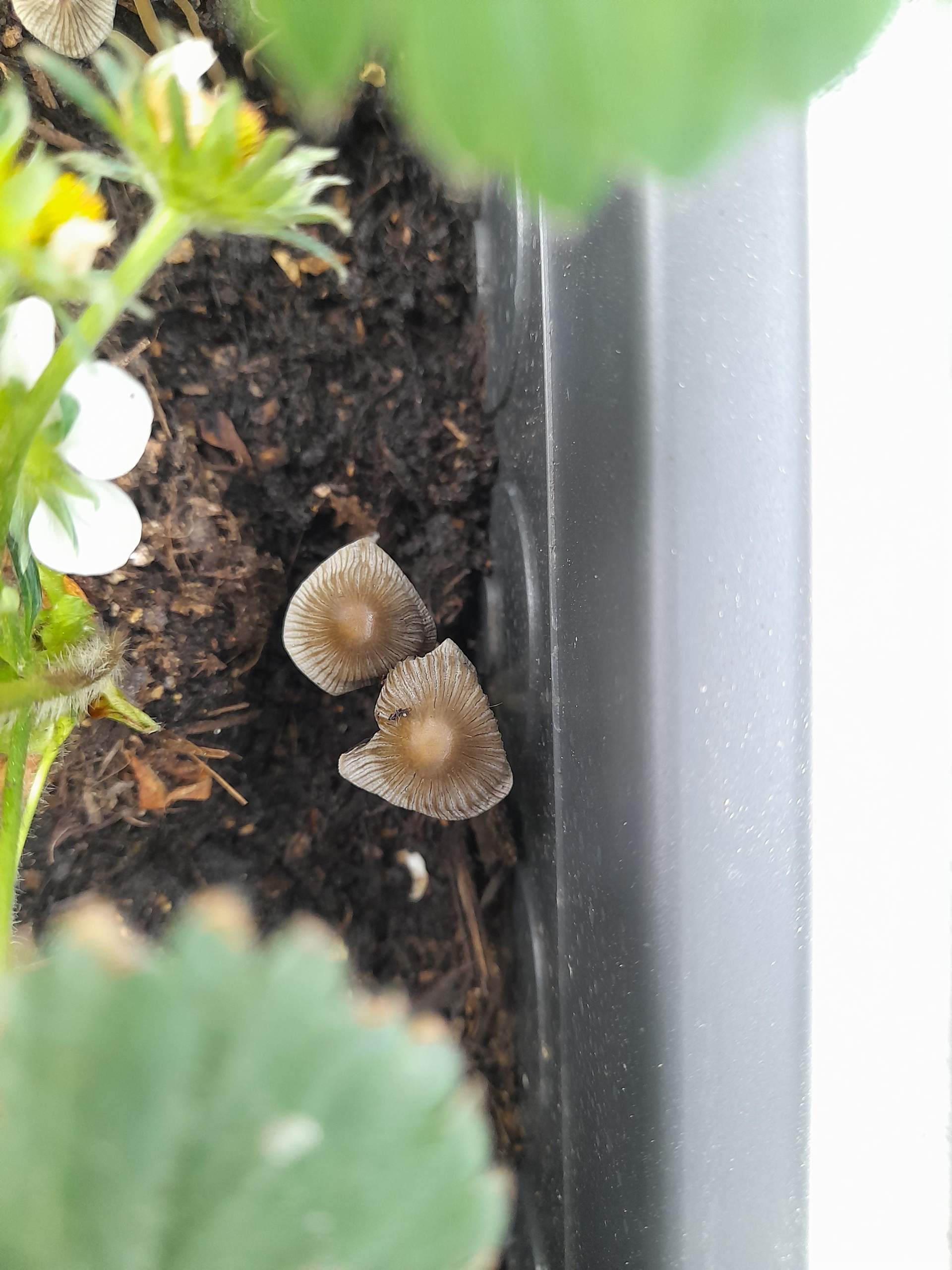 Pilze bei den Erdbeeren? (Erde, Gemüse, Obst)