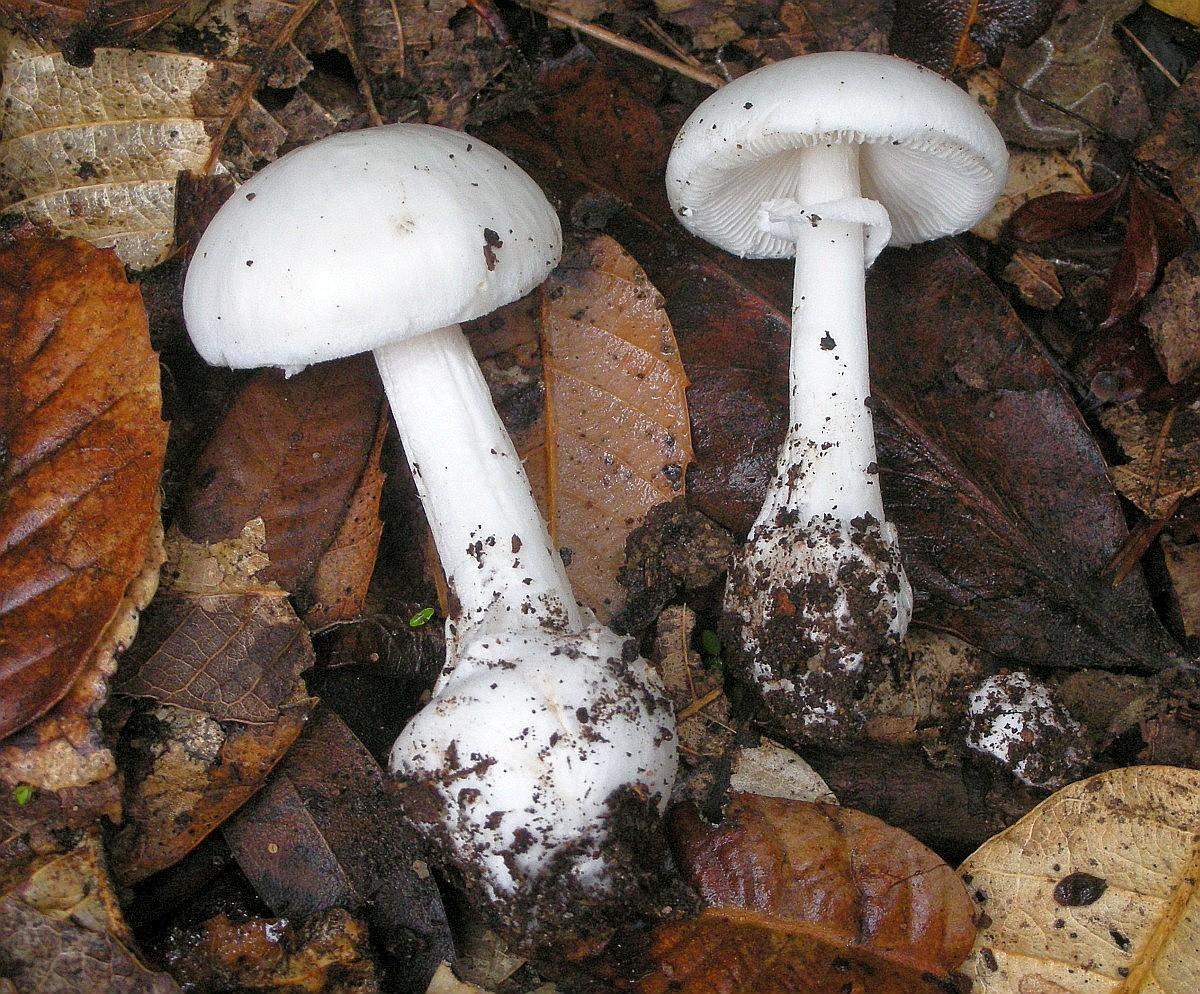 Pilzquiz: Wie giftig ist dieser Pilz? (Pilze, Gift, Pilzbestimmung)