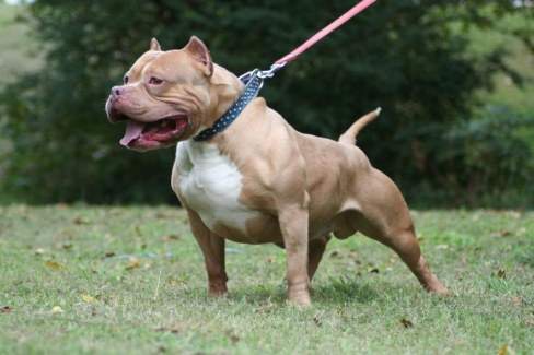 Pitbull Hundevalper Pitbull Welpen Preis | Erziehung | Aussehen