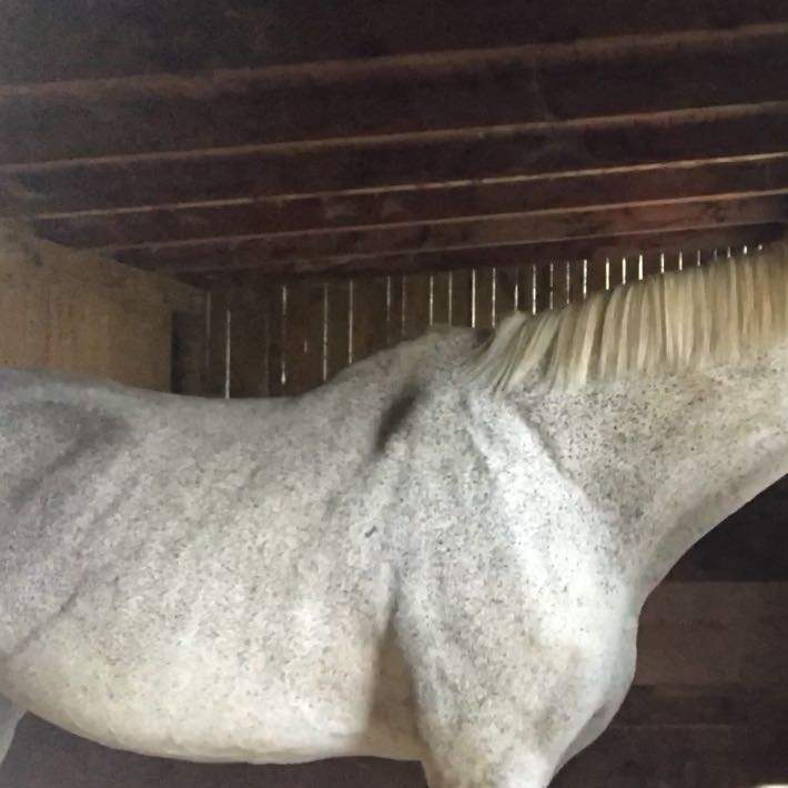 Prestige Top Dressage/Modena Alternativen Springsattel? (Sport und ...