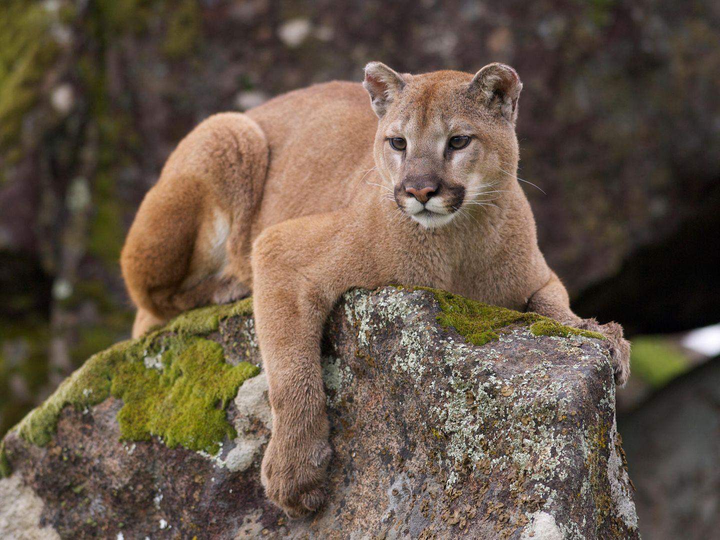 Puma vs Leopard? (Kampf)