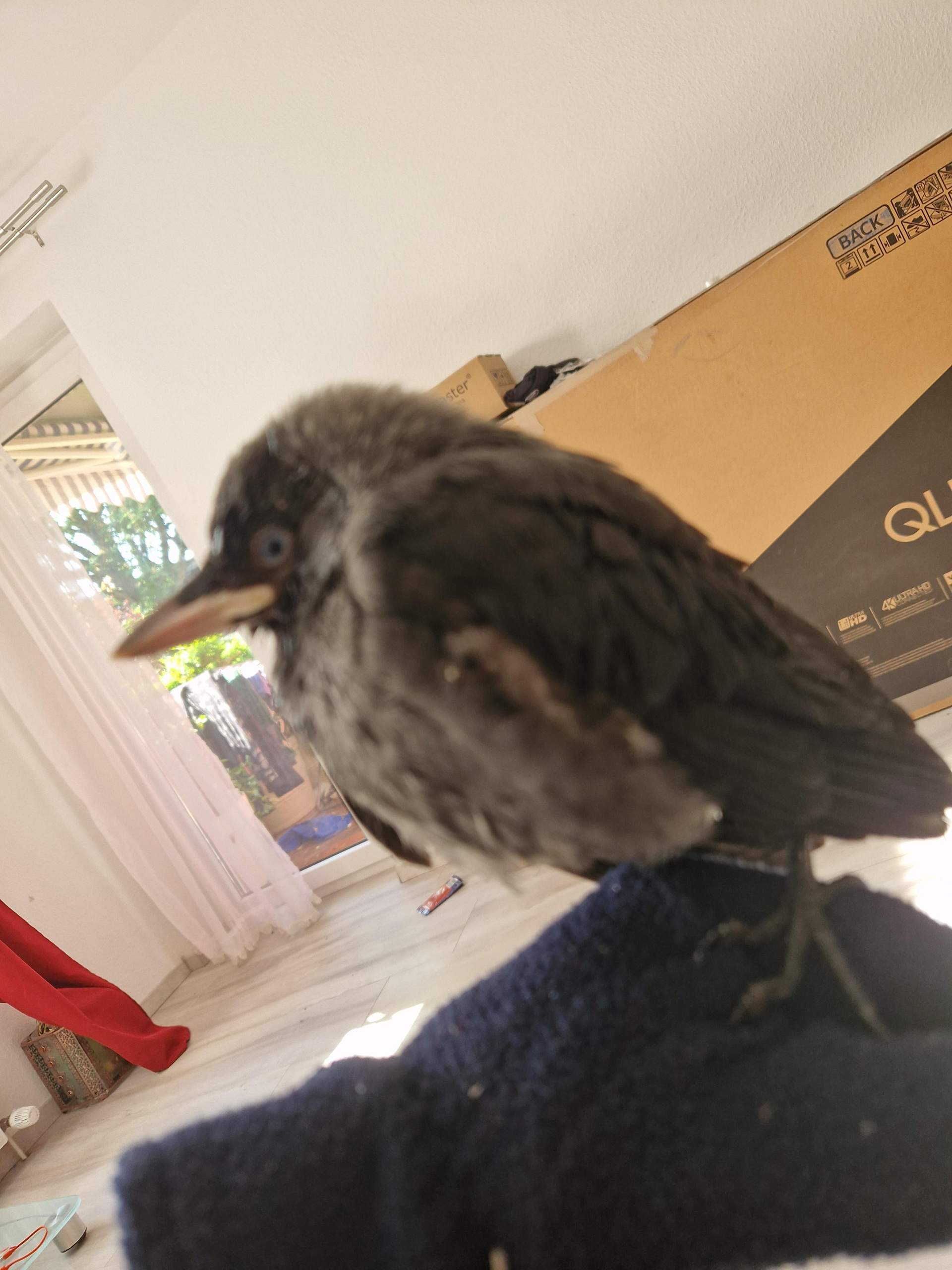 Rabe gefunden? (Ernährung, Baby, Tierarzt)