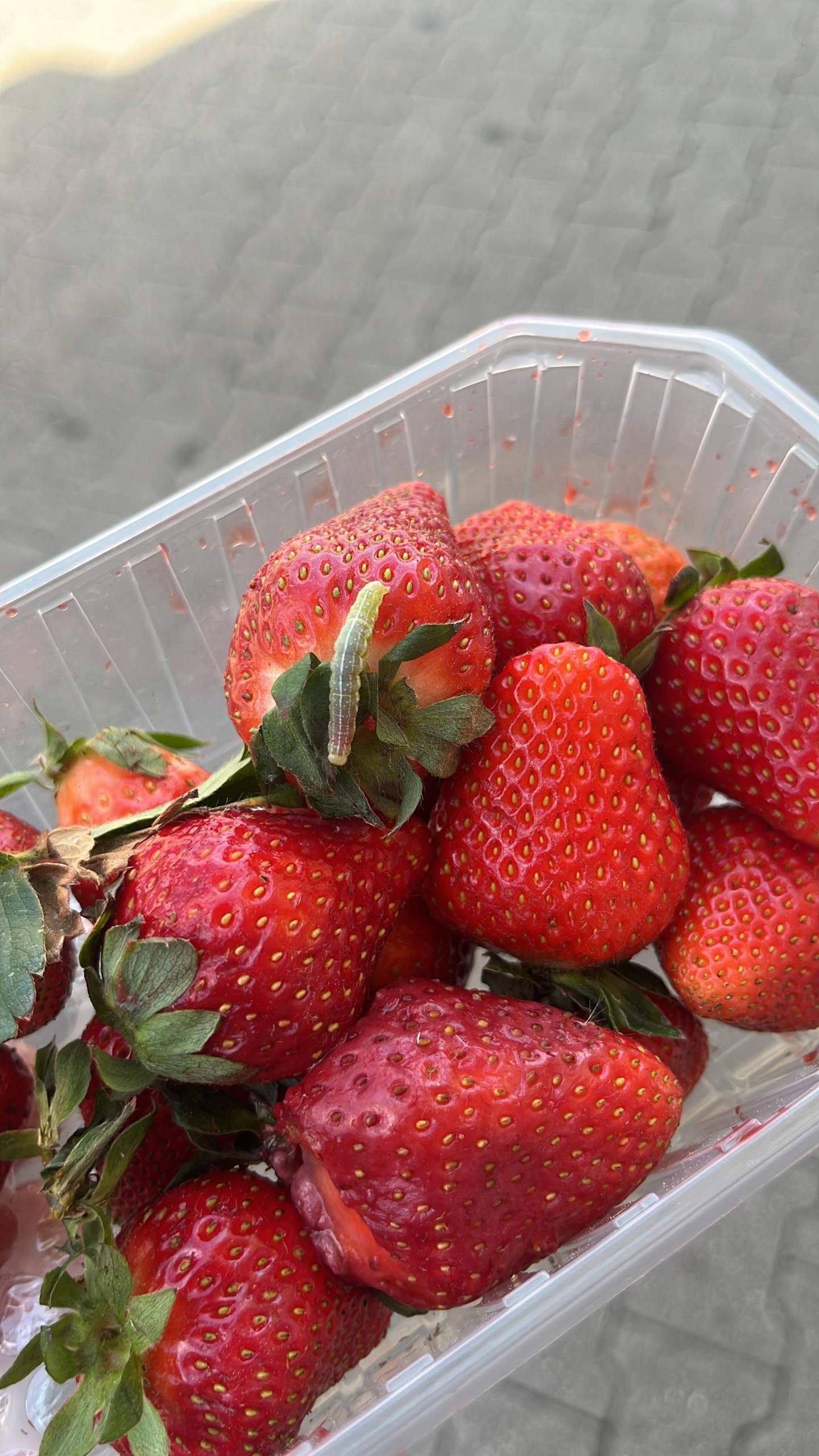 Raupe in Erdbeeren (Obst, Früchte, Beeren)