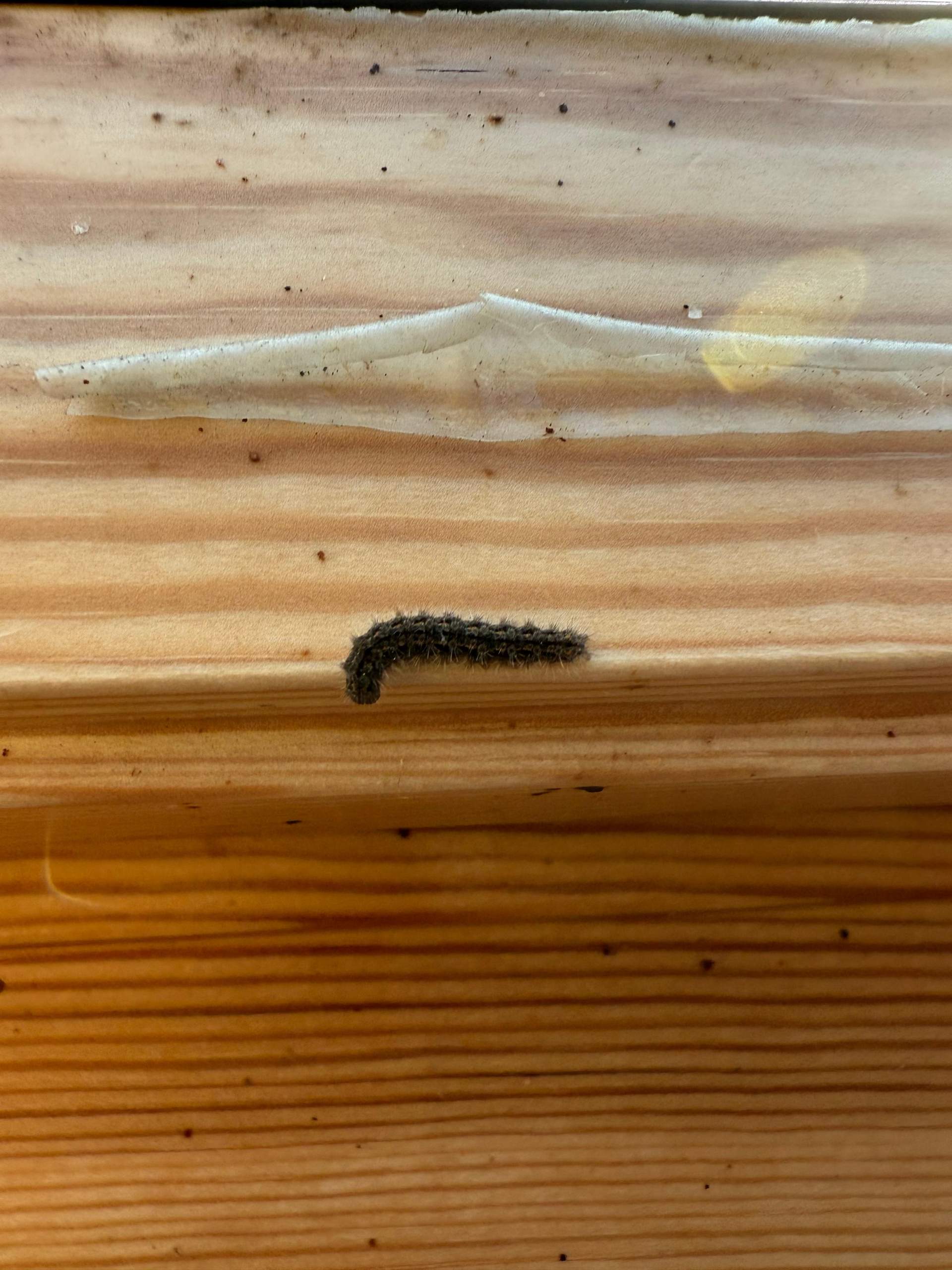 Raupe Im Haus