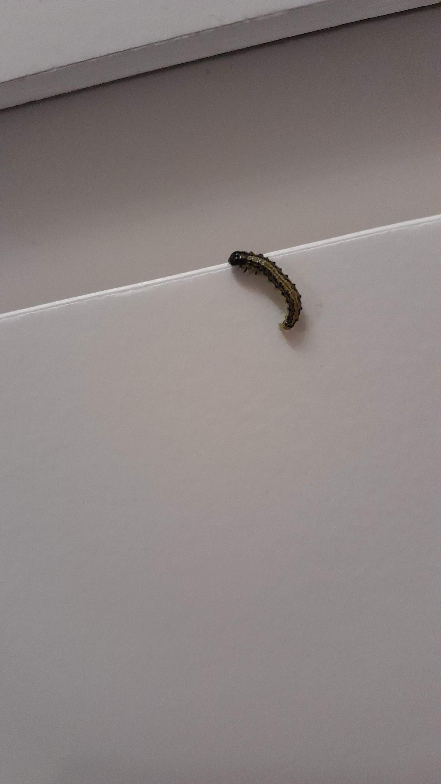 Raupe in der Wohnung identifizieren? (Insekten, Insektenbestimmung ...